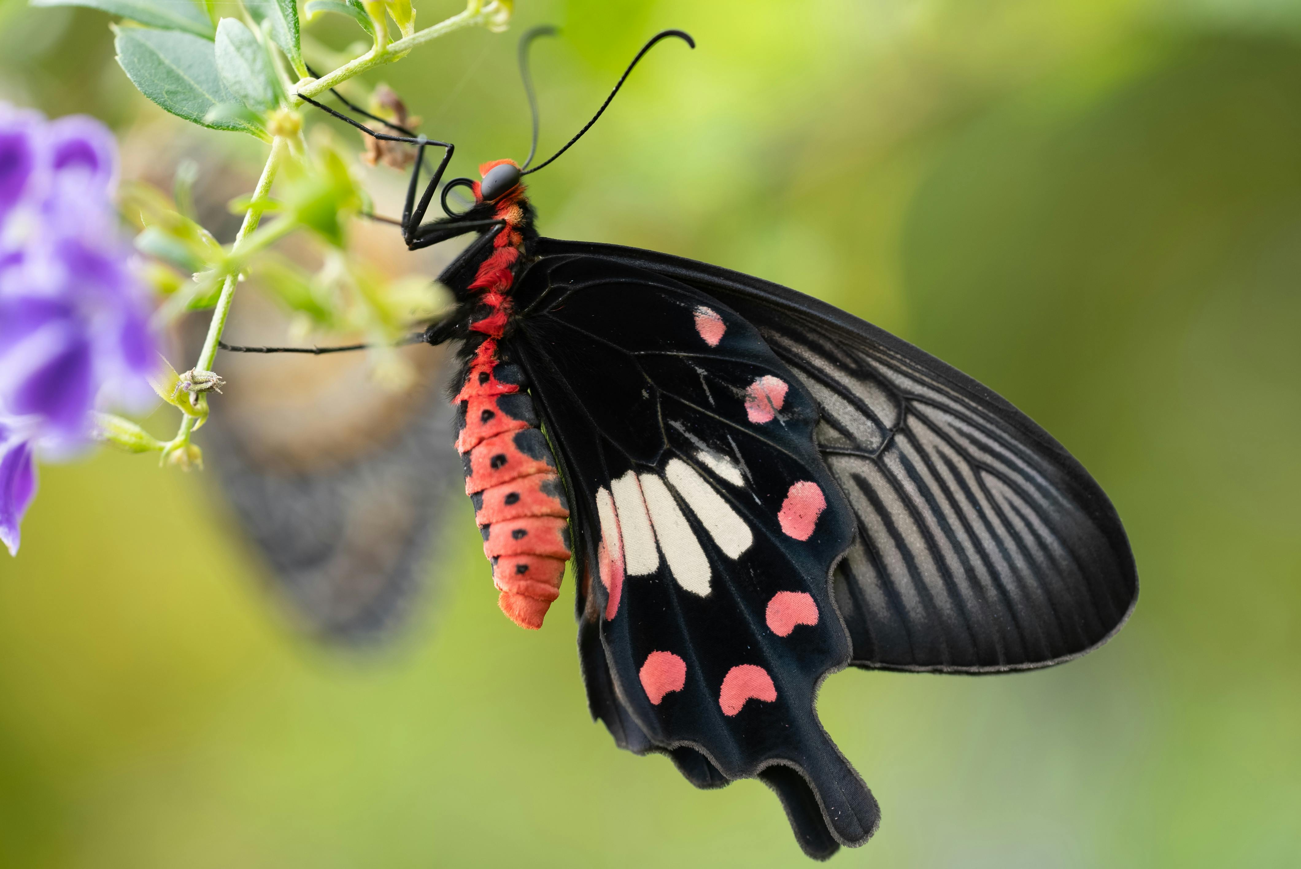 Foto de stock gratuita sobre acoplamiento de insectos, alas de naranja ...