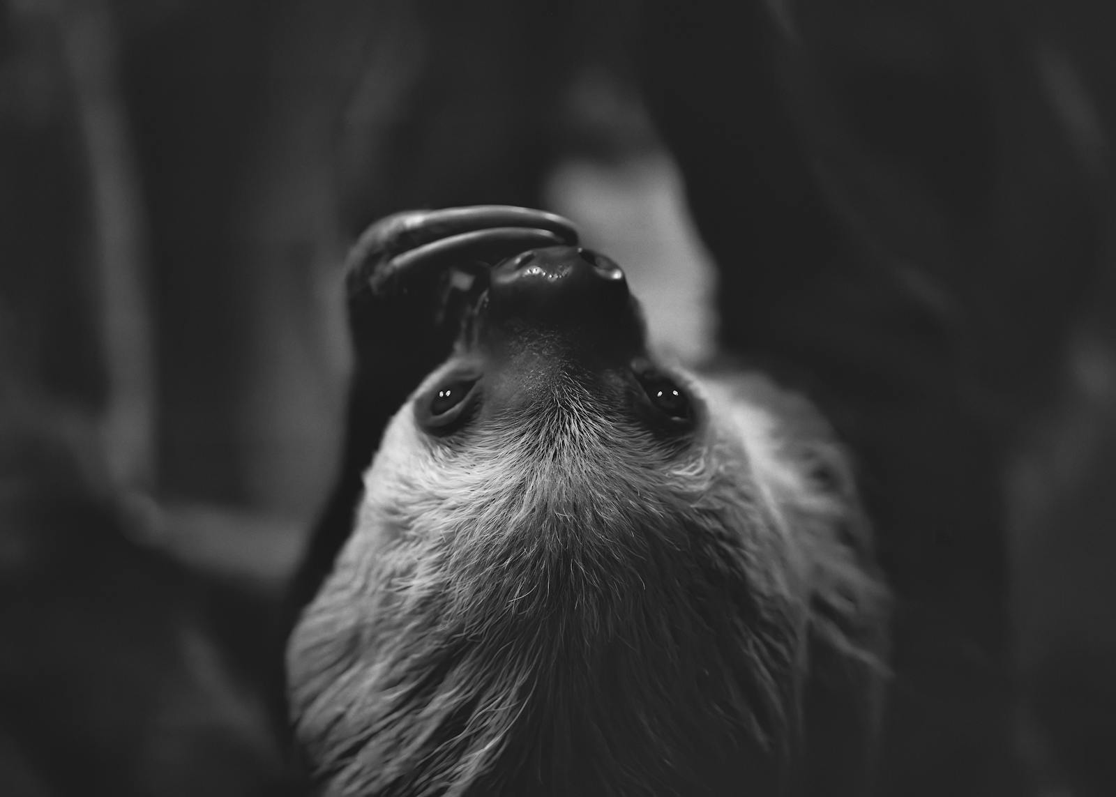 Sloth Face Photos, Download The BEST Free Sloth Face Stock Photos & HD ...