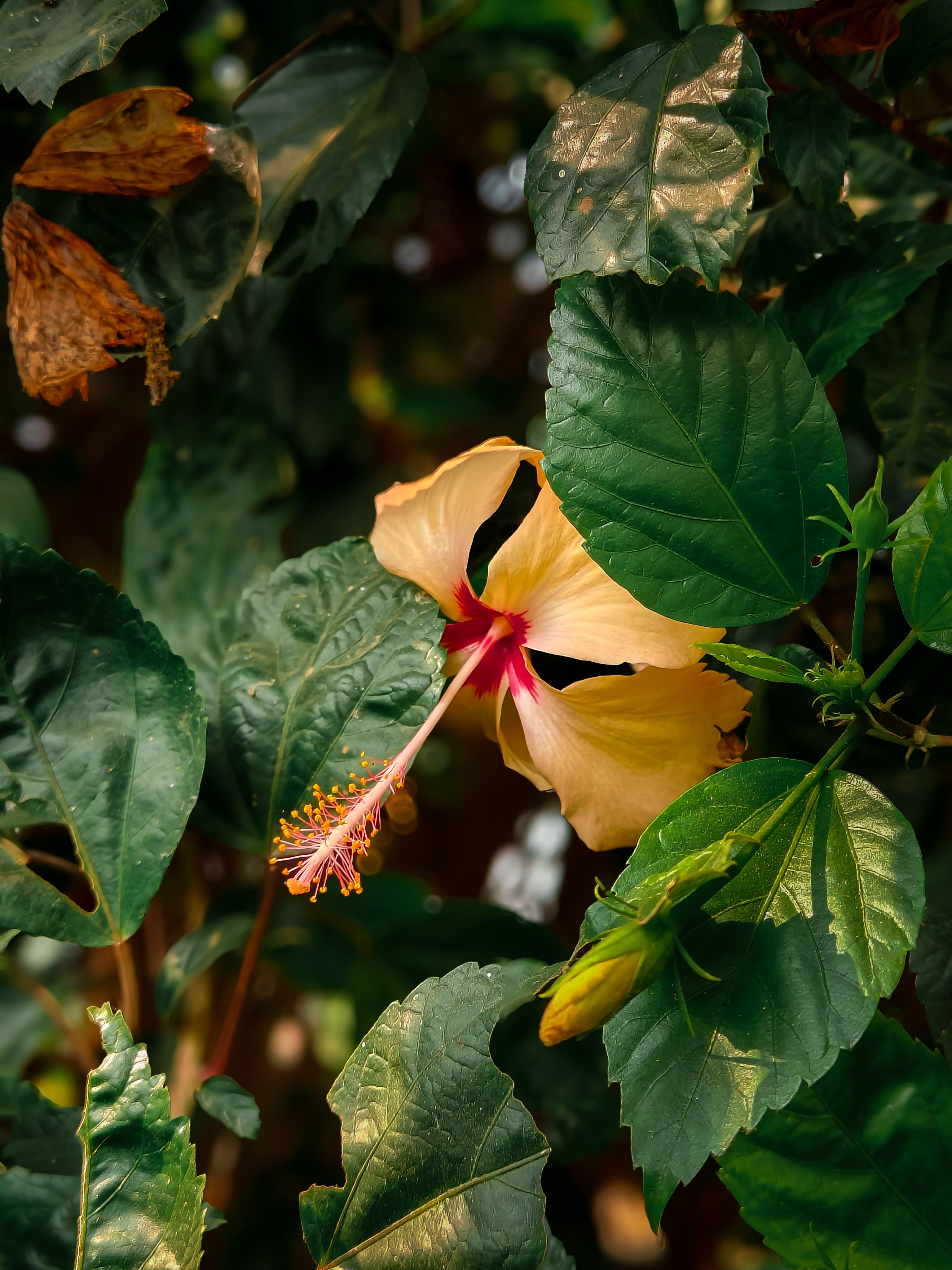 Hibiscus Canabinus Photos, Download The BEST Free Hibiscus Canabinus ...