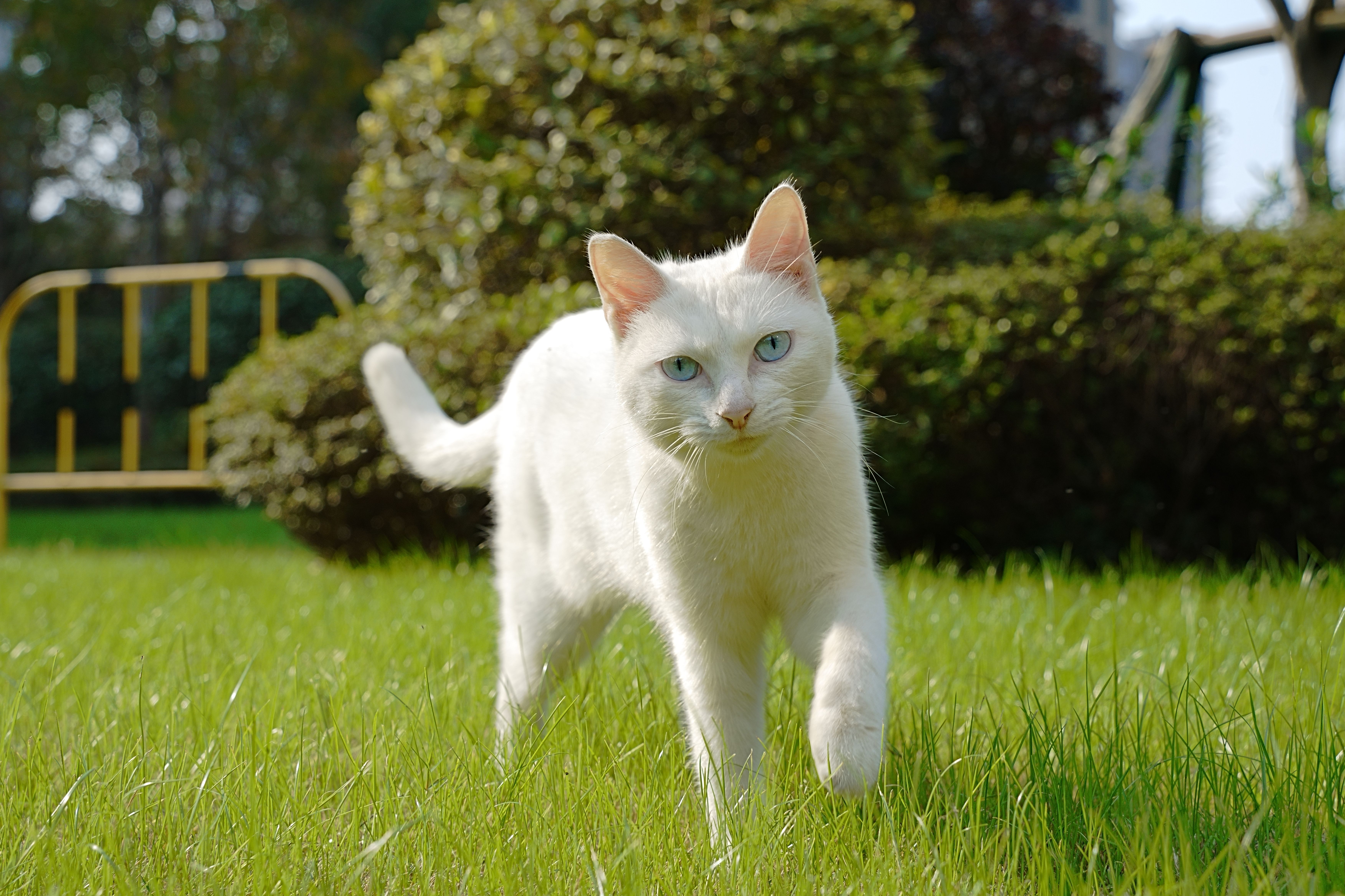 White cat walking on green grass in garden · Free Stock Photo