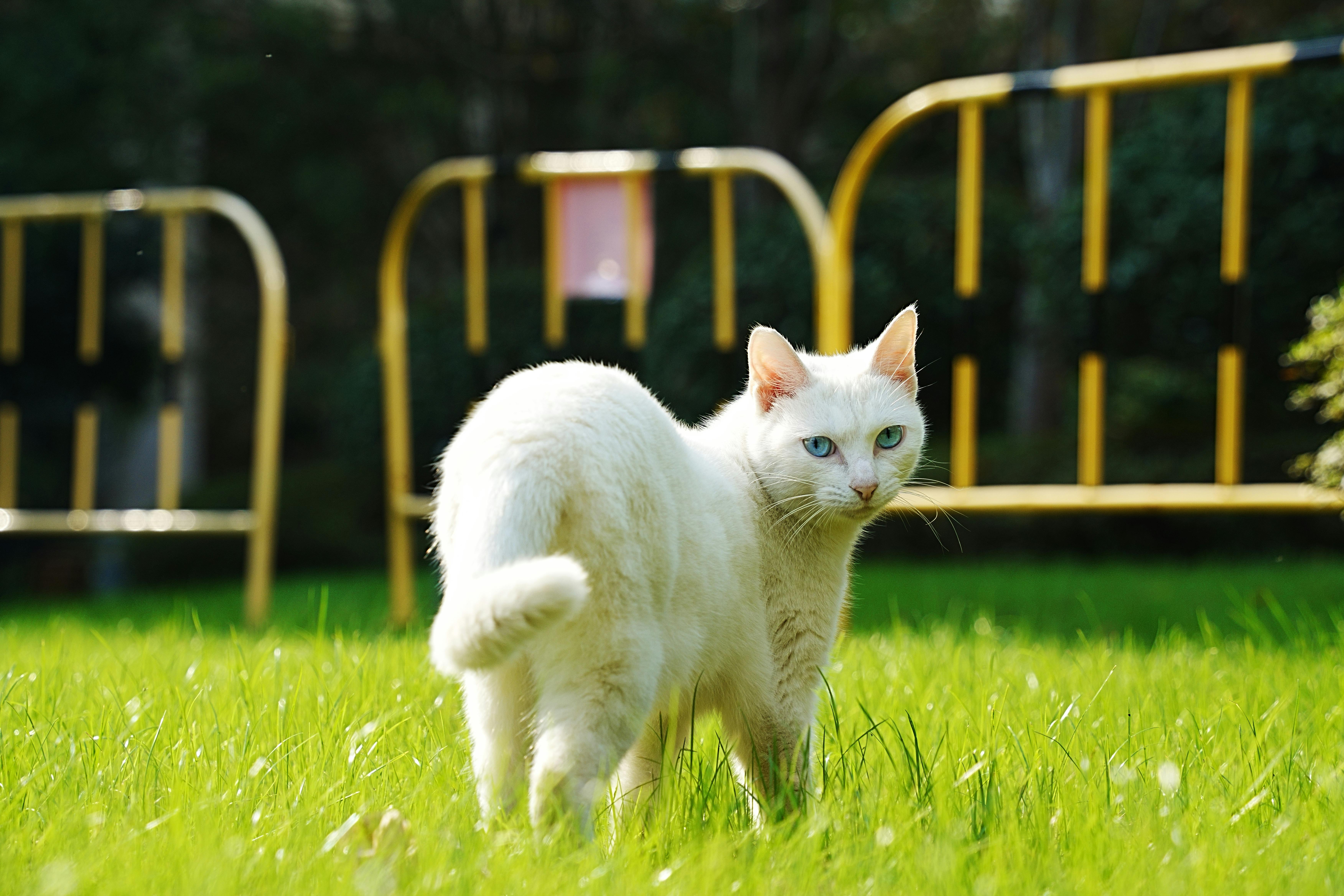 White Cat Strolling in Sunny Garden · Free Stock Photo