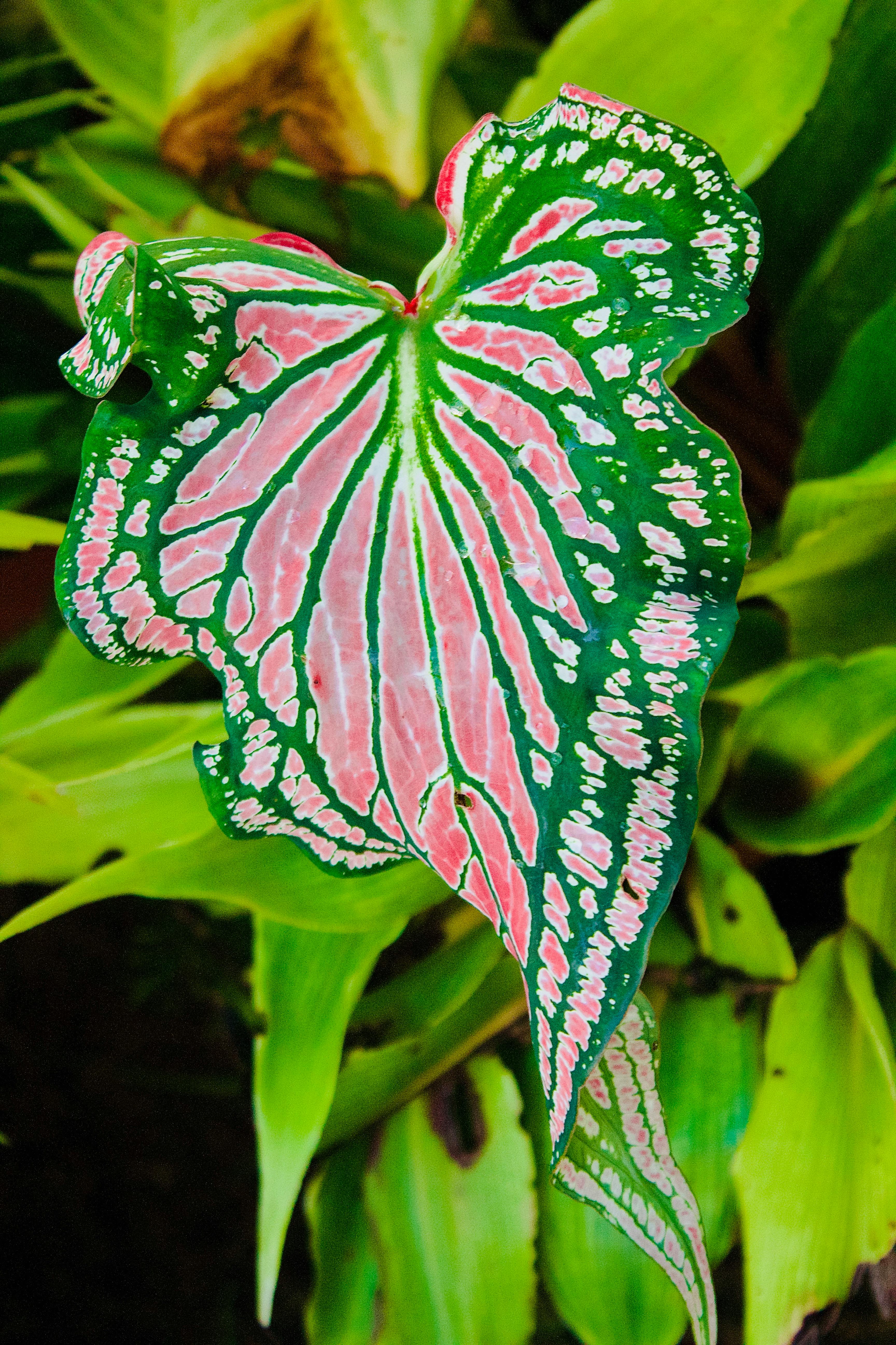 Vibrant Pink and Green Caladium Leaf Close-up · Free Stock Photo