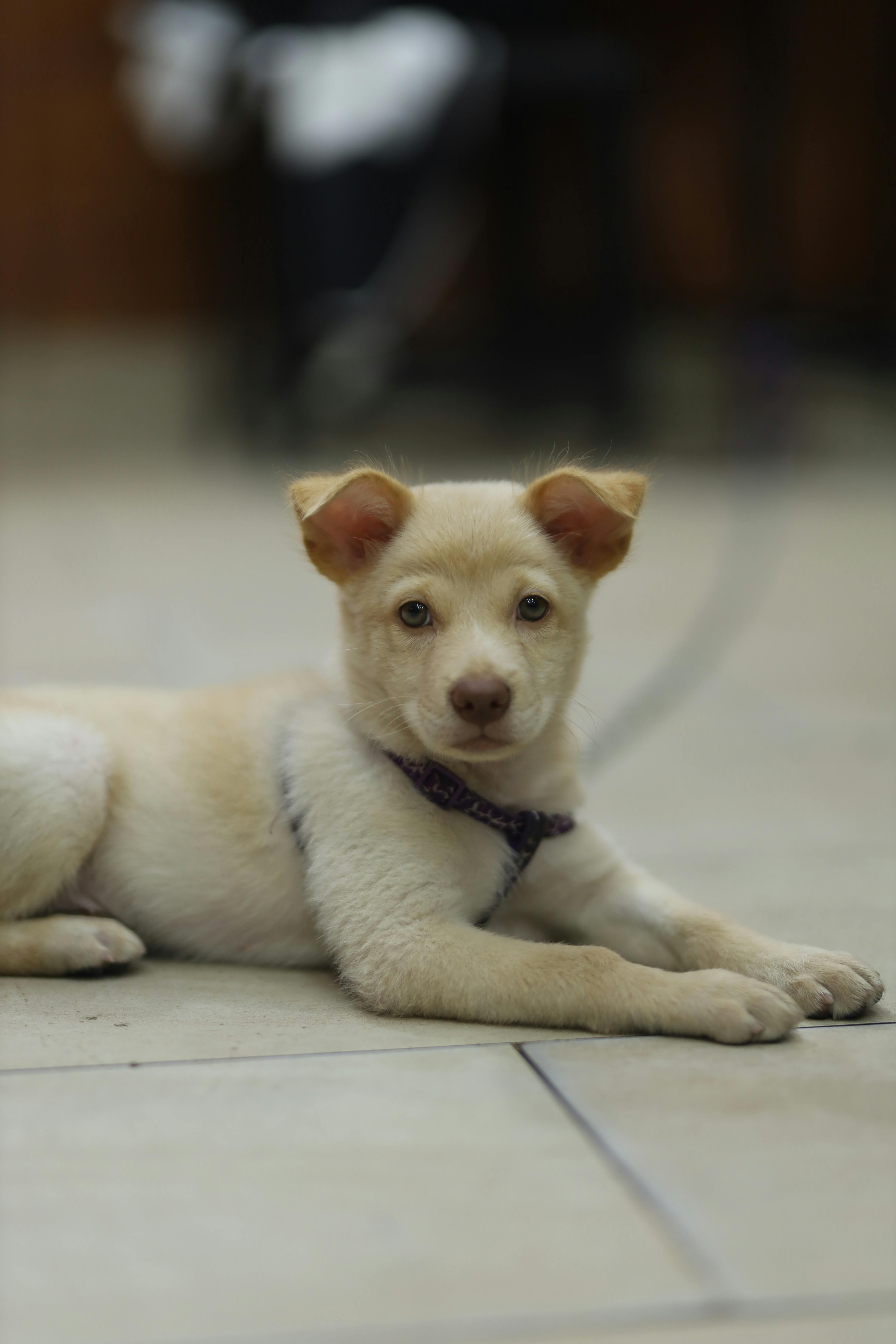 Dog Sliding On Floor Photos, Download The BEST Free Dog Sliding On ...