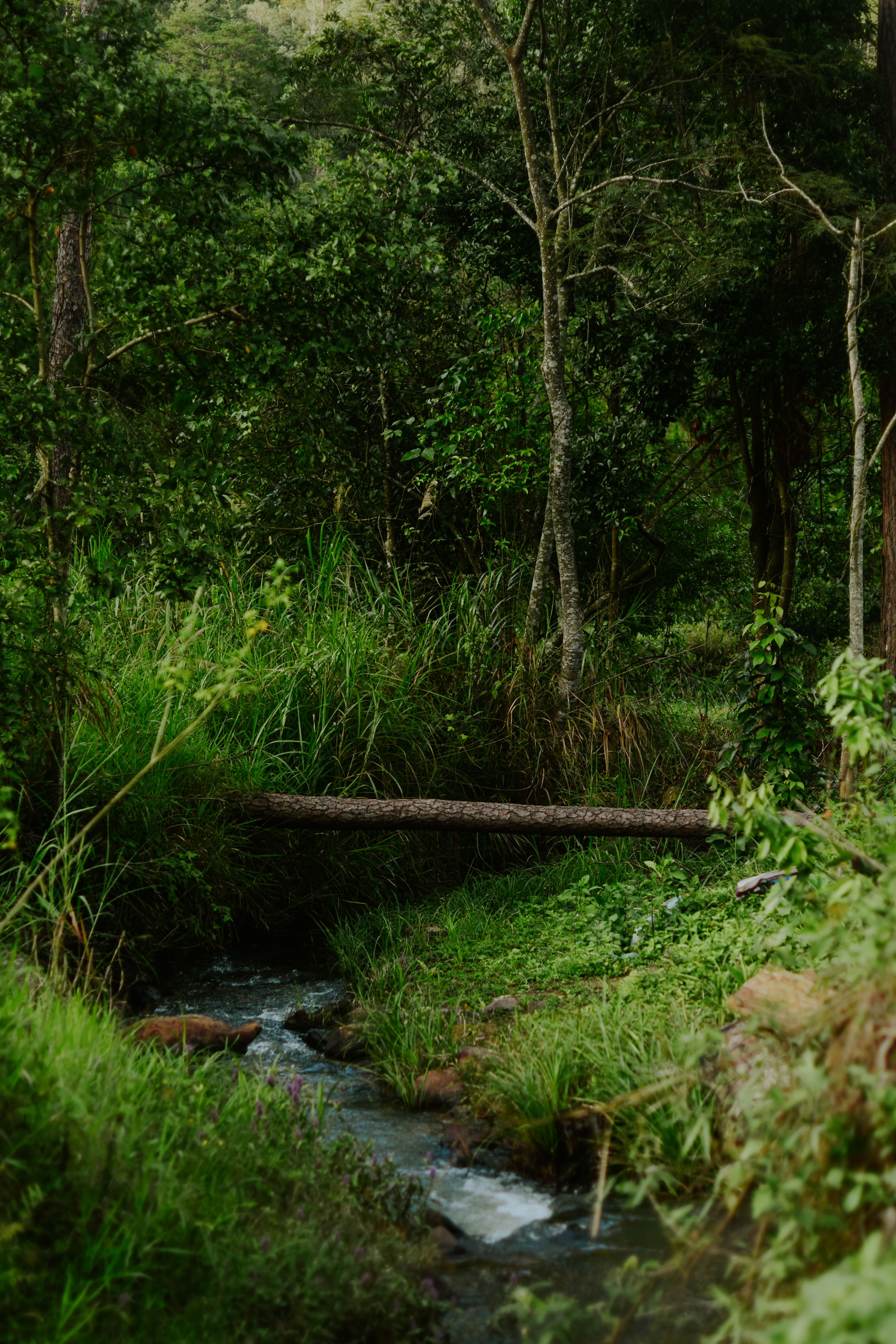 Lush Forest Stream with Fallen Log Landscape · Free Stock Photo