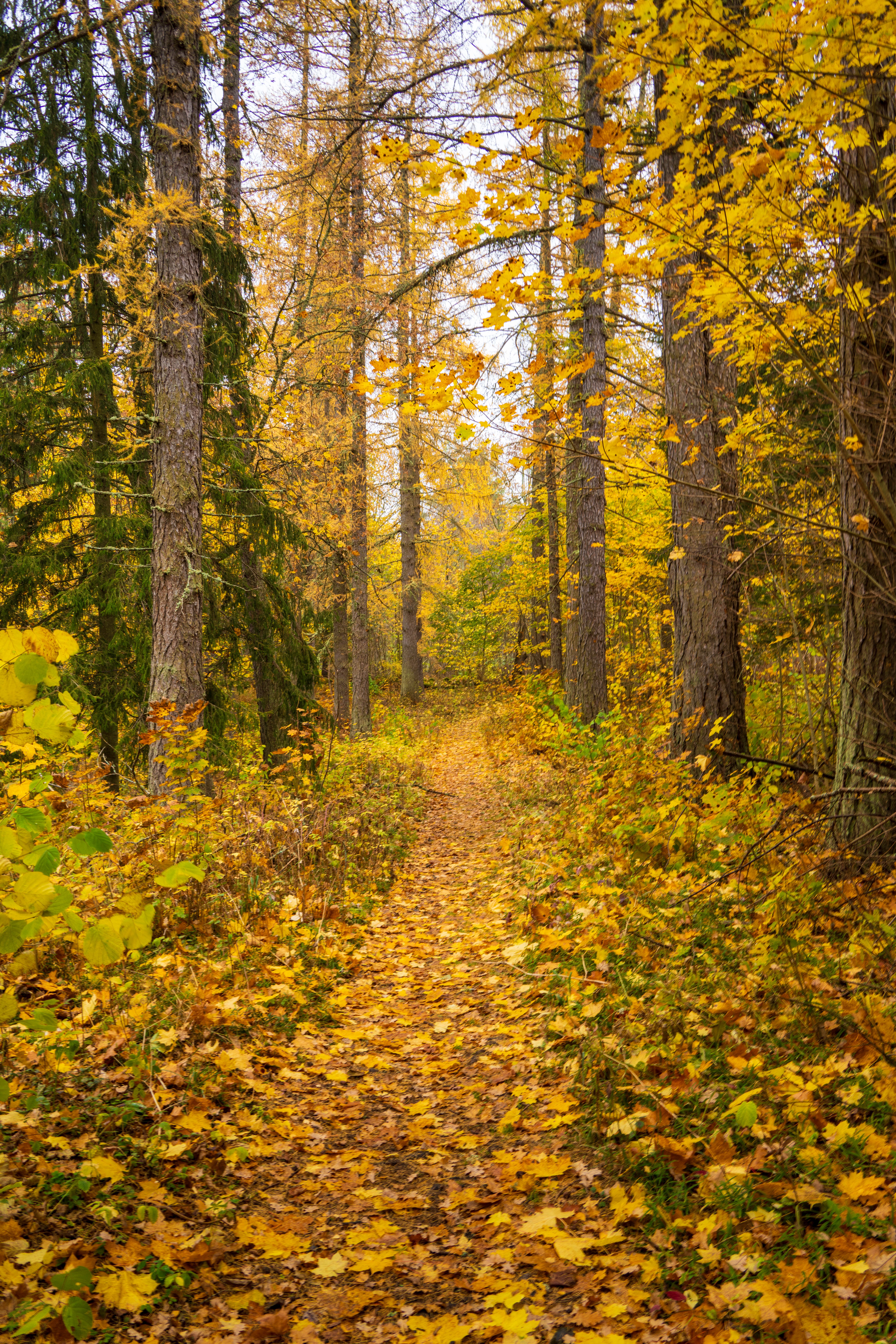 Red Autumn Trees · Free Stock Photo