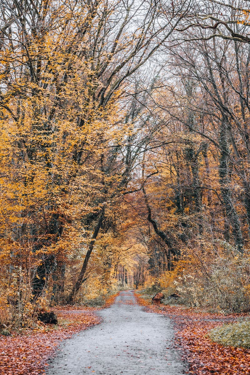 Forest Walk Photos, Download The BEST Free Forest Walk Stock Photos ...