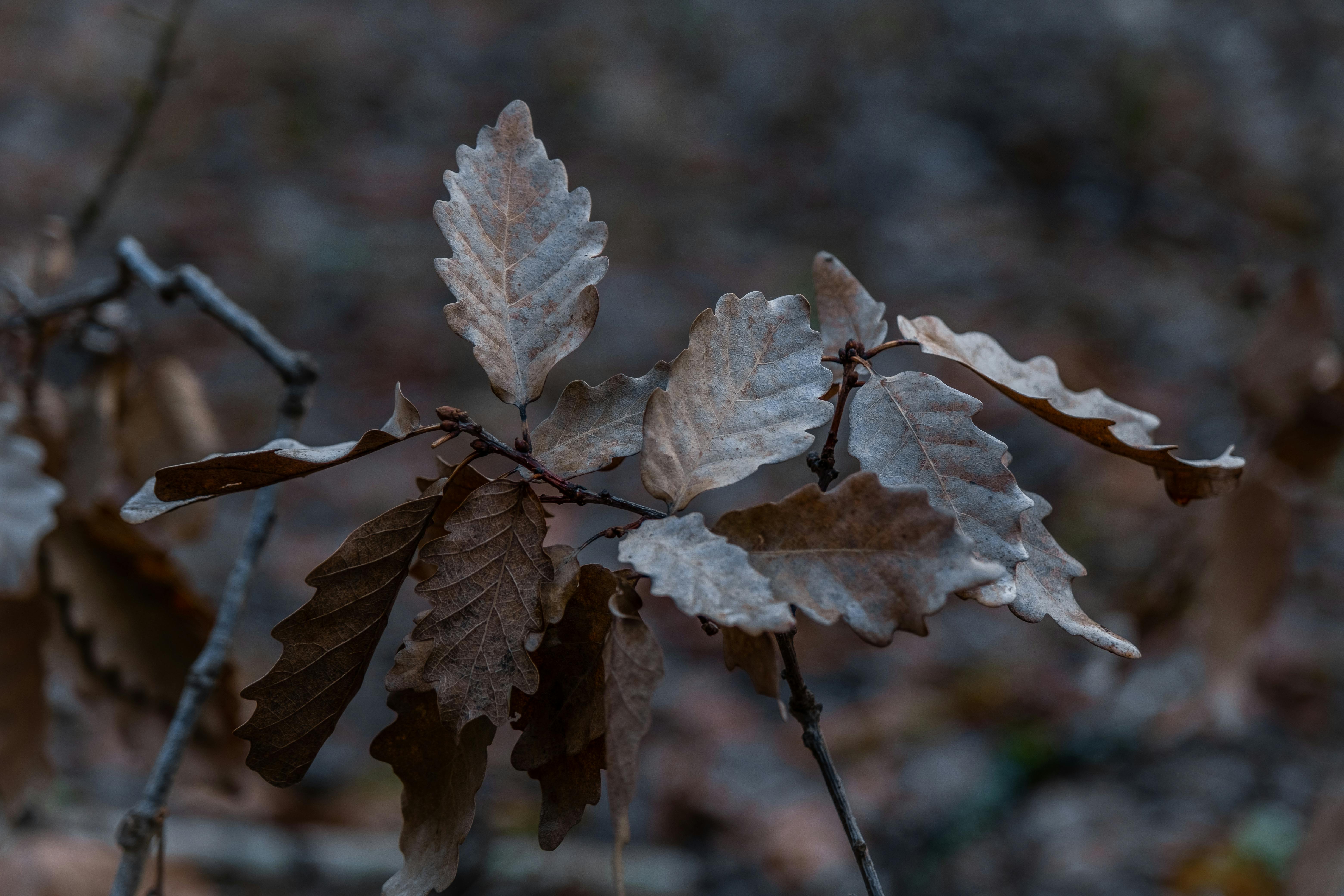 Withered Oak Leaves in an Autumn Forest · Free Stock Photo