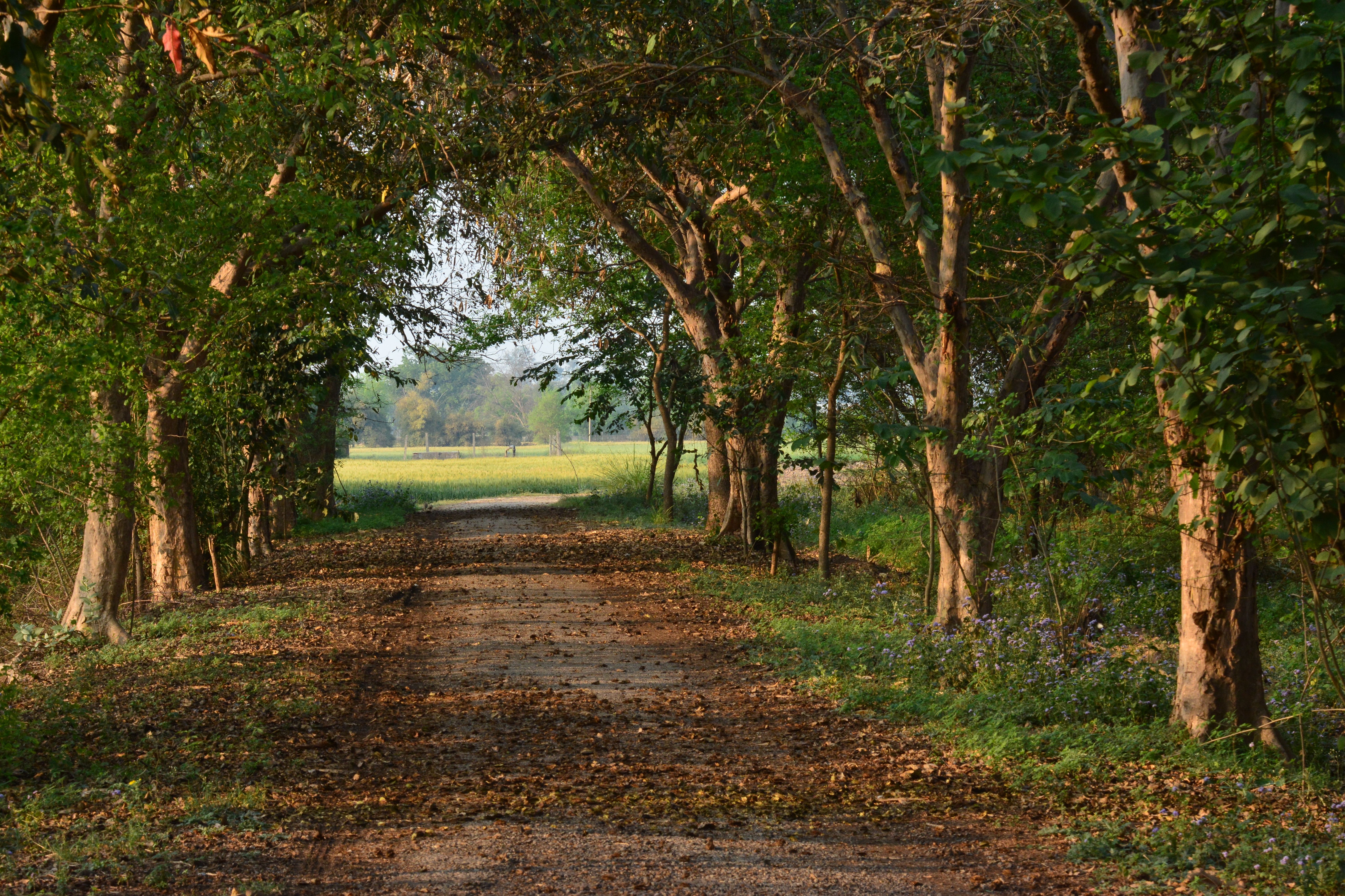 Scenic Tree-Lined Pathway in Rural Ambala, India · Free Stock Photo
