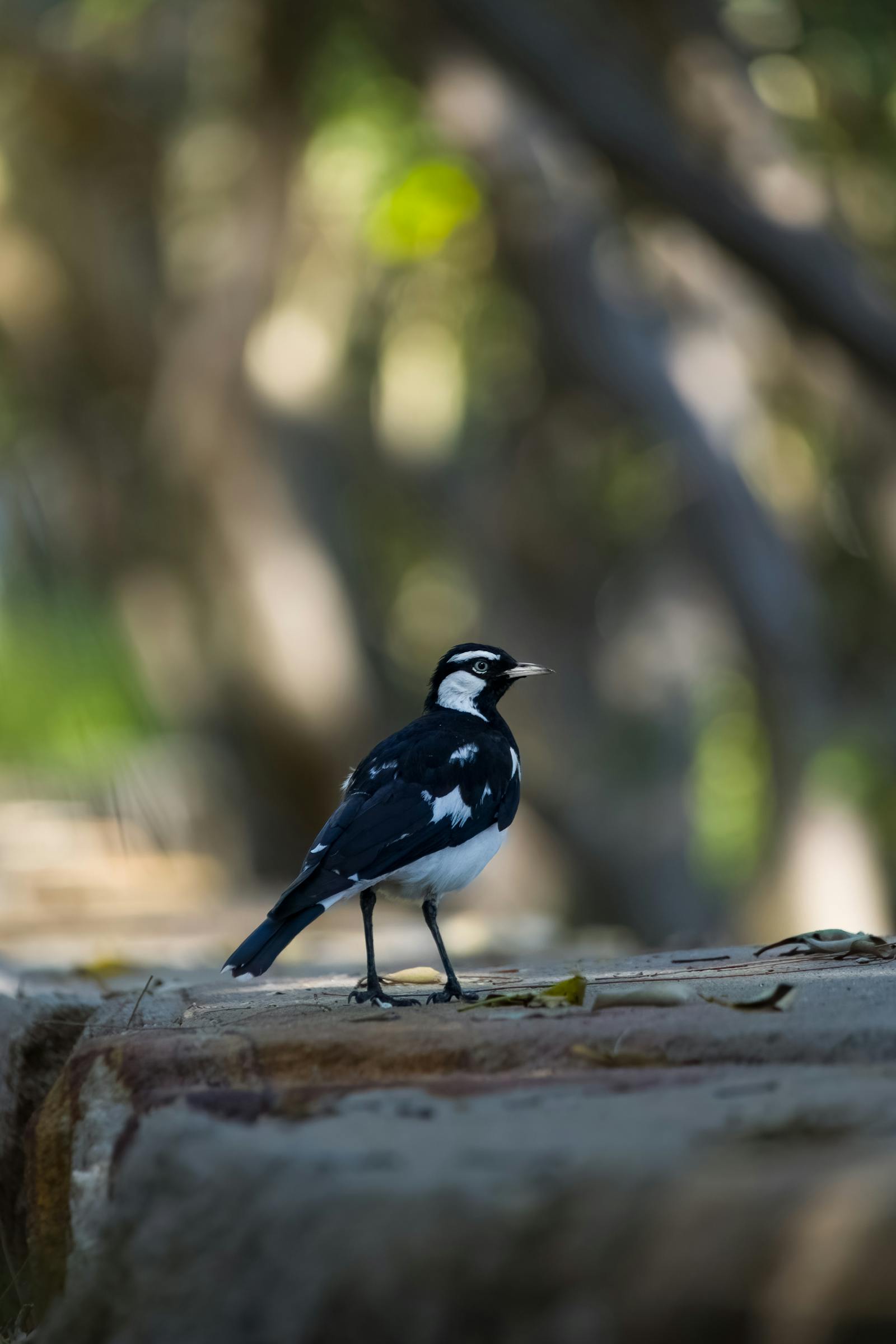 Magpie Photos, Download The BEST Free Magpie Stock Photos & HD Images