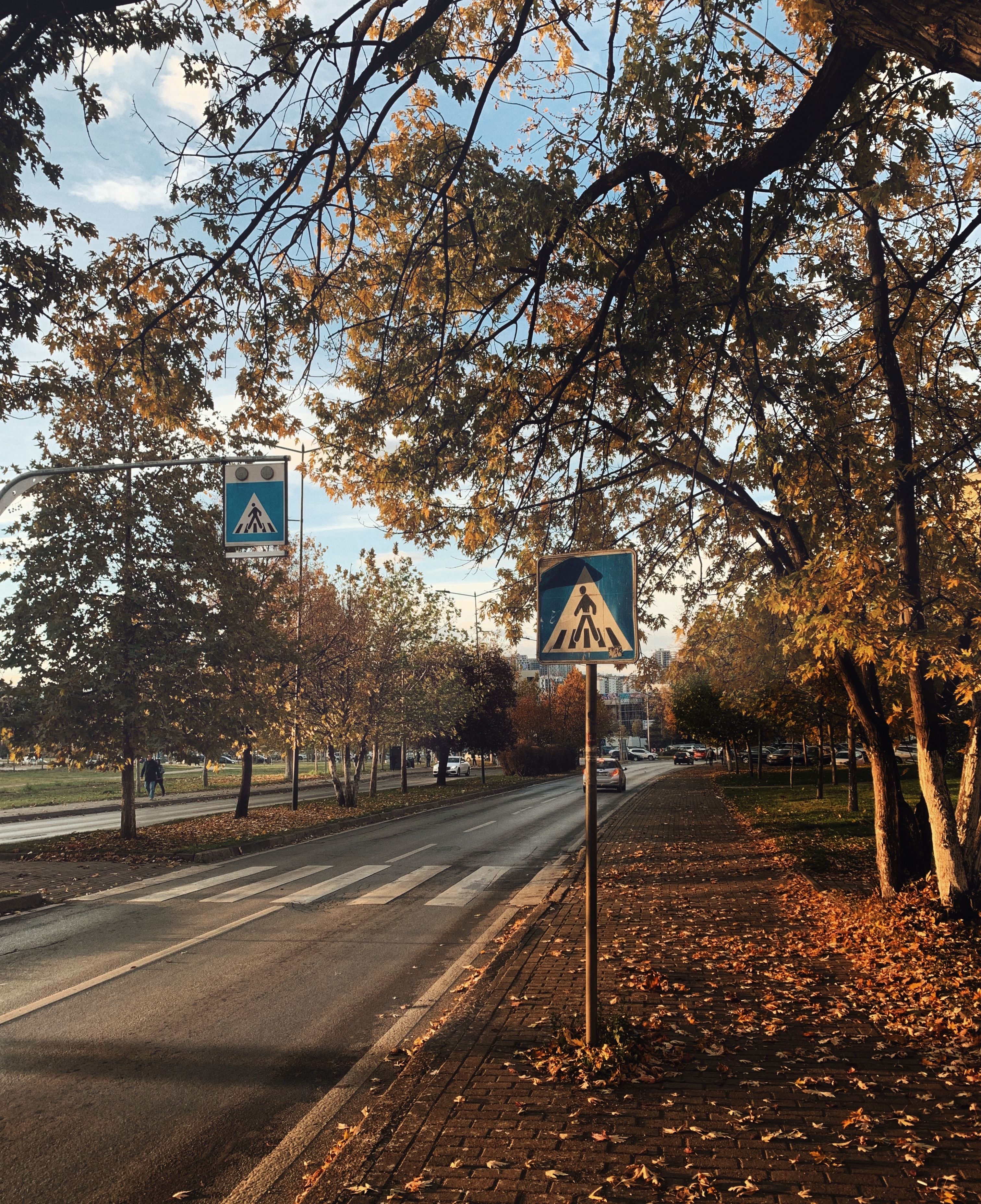 Tree-Lined Street in Autumn with Pedestrian Crossing · Free Stock Photo