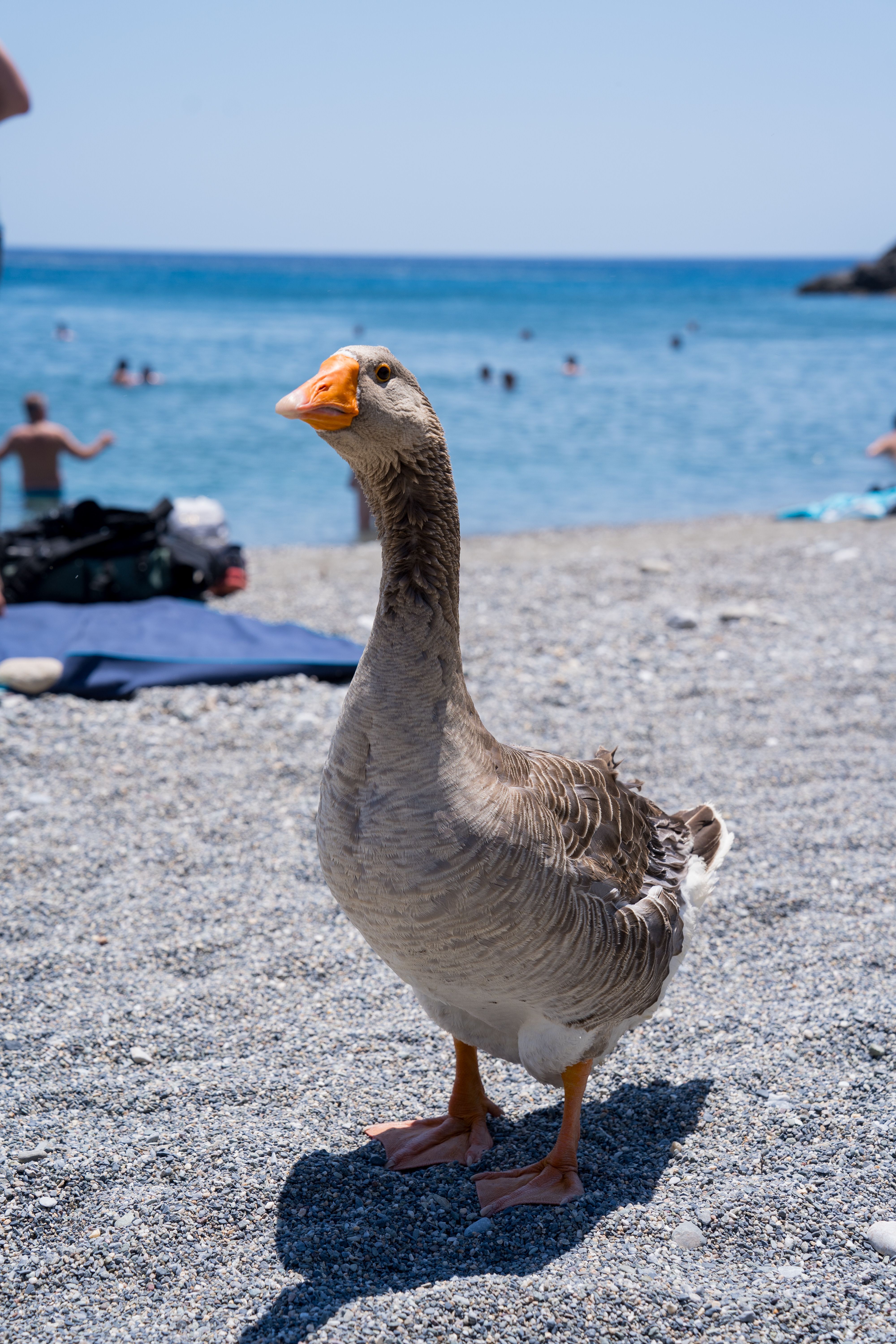 Goose Standing on a Sandy Beach Shoreline · Free Stock Photo