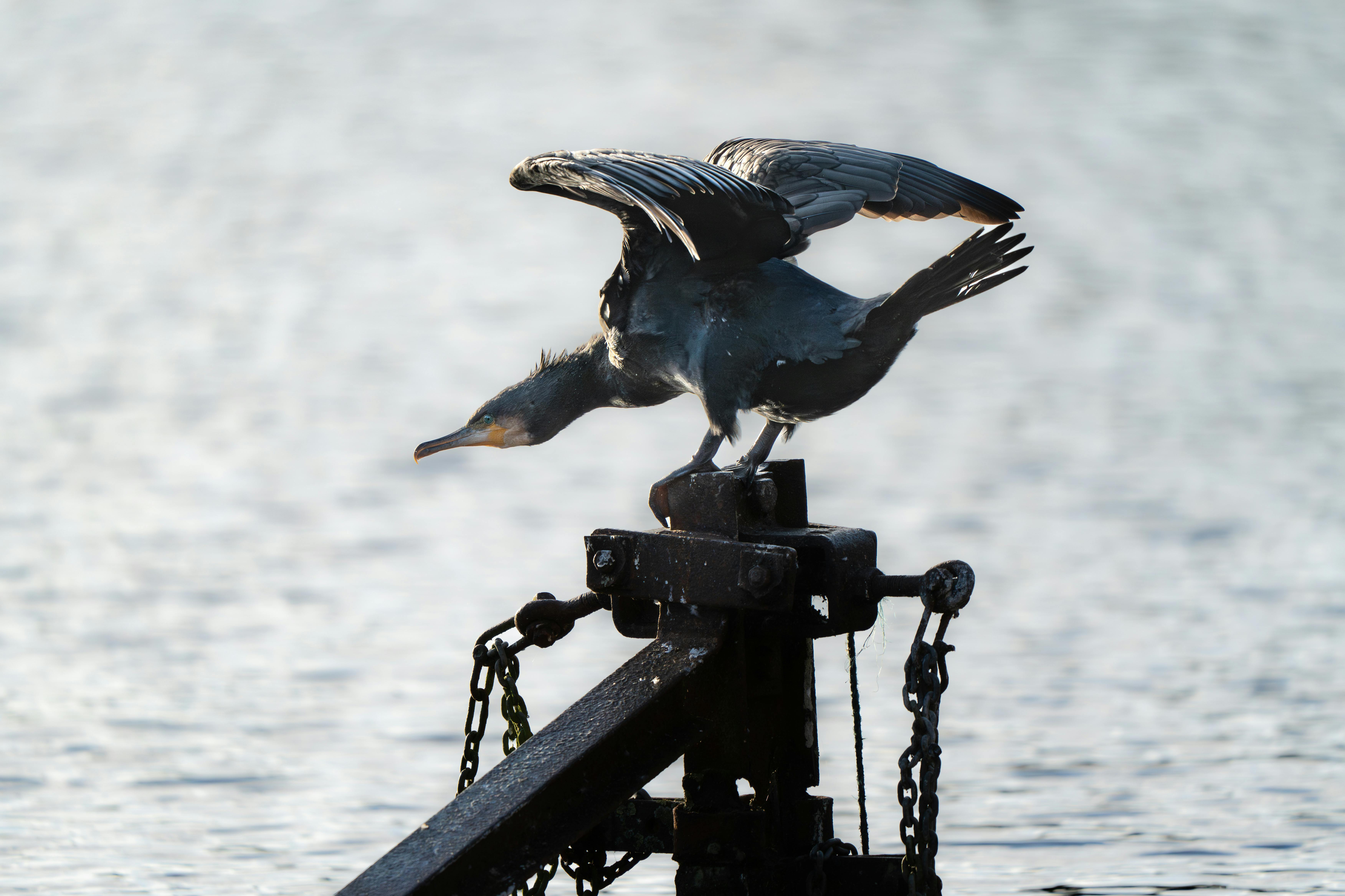 Cormorant Balancing on Metal Structure by Water · Free Stock Photo