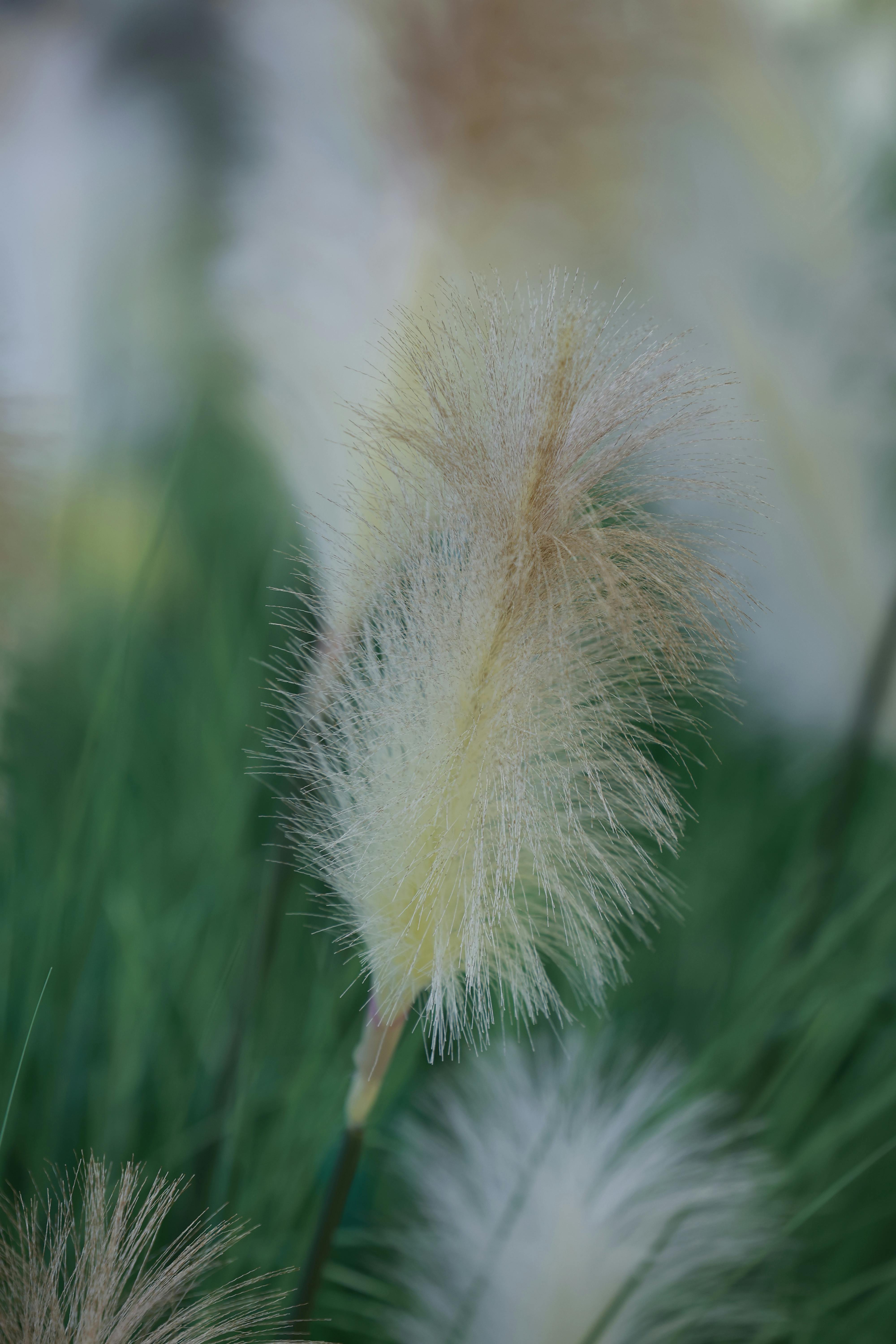 Close-up of Fluffy Grass with Soft Focus · Free Stock Photo