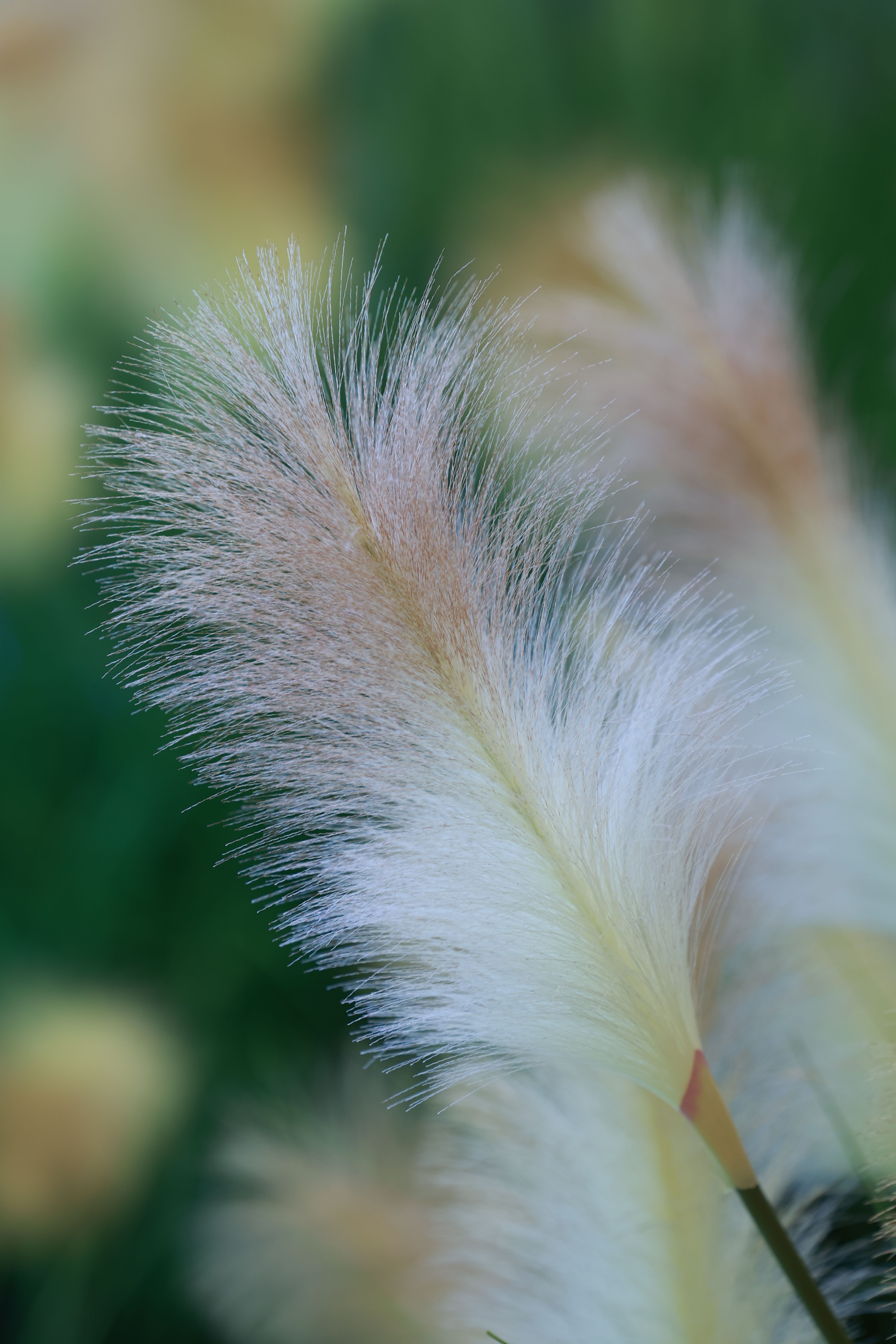 Close-up of Soft Fluffy Grass with Blur Background · Free Stock Photo