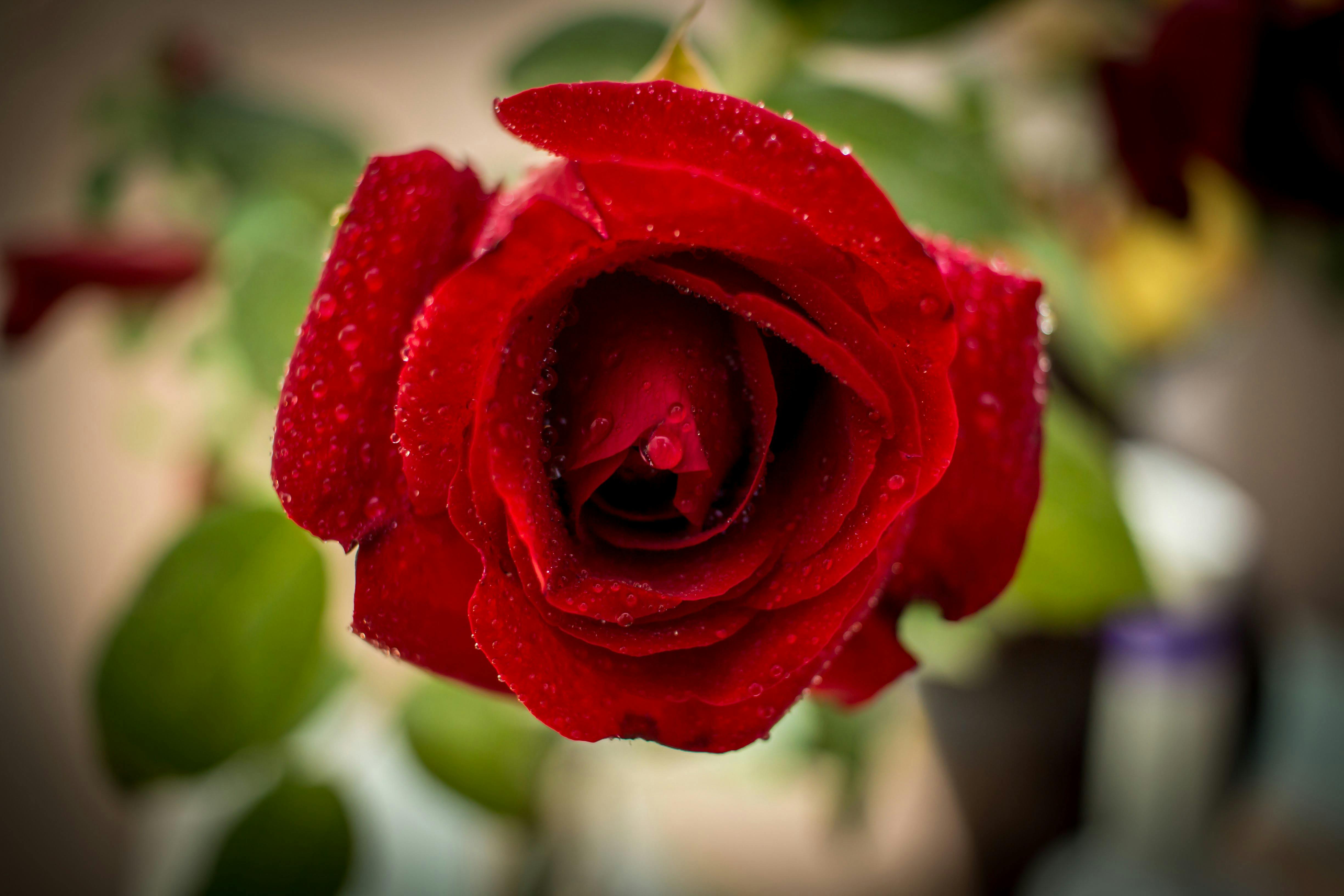 Beautiful Beauty Photos, Download The BEST Free Beautiful Beauty Stock ...