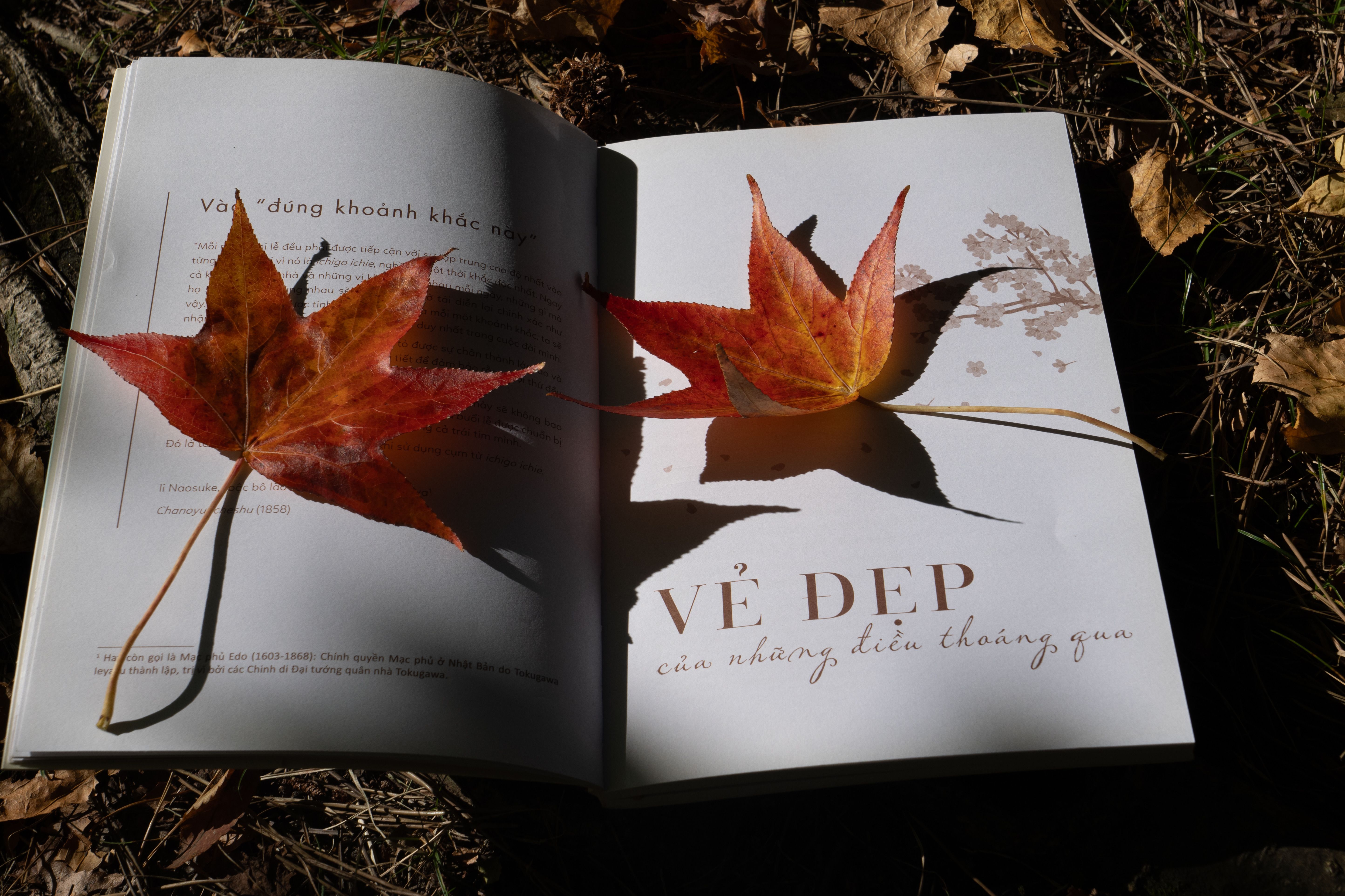 Autumn Leaves on Open Book in Sunlight · Free Stock Photo
