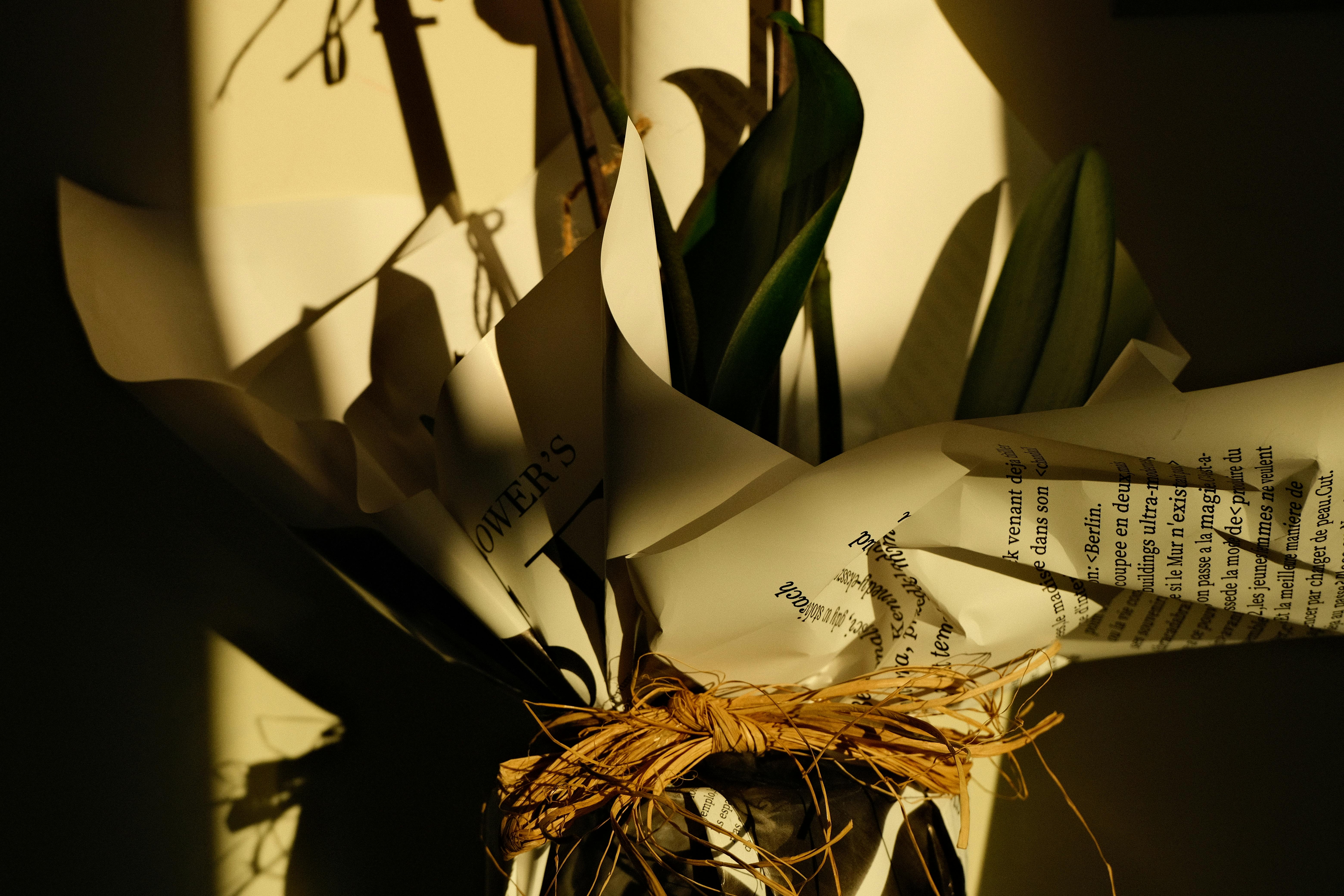 Artistic Shadow Play on Wrapped Plant · Free Stock Photo