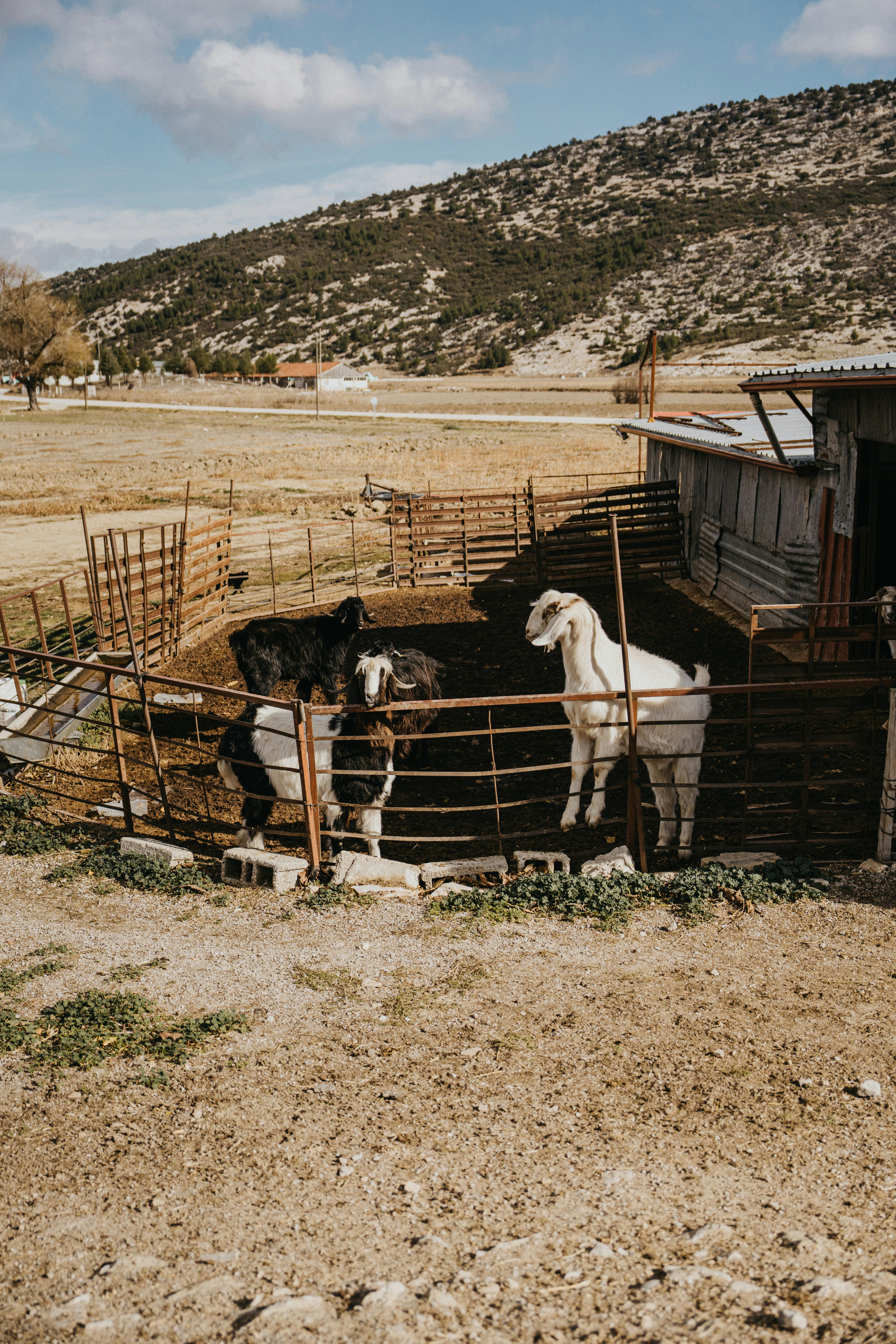 Rustic Farm Scene with Grazing Goats in Pen · Free Stock Photo