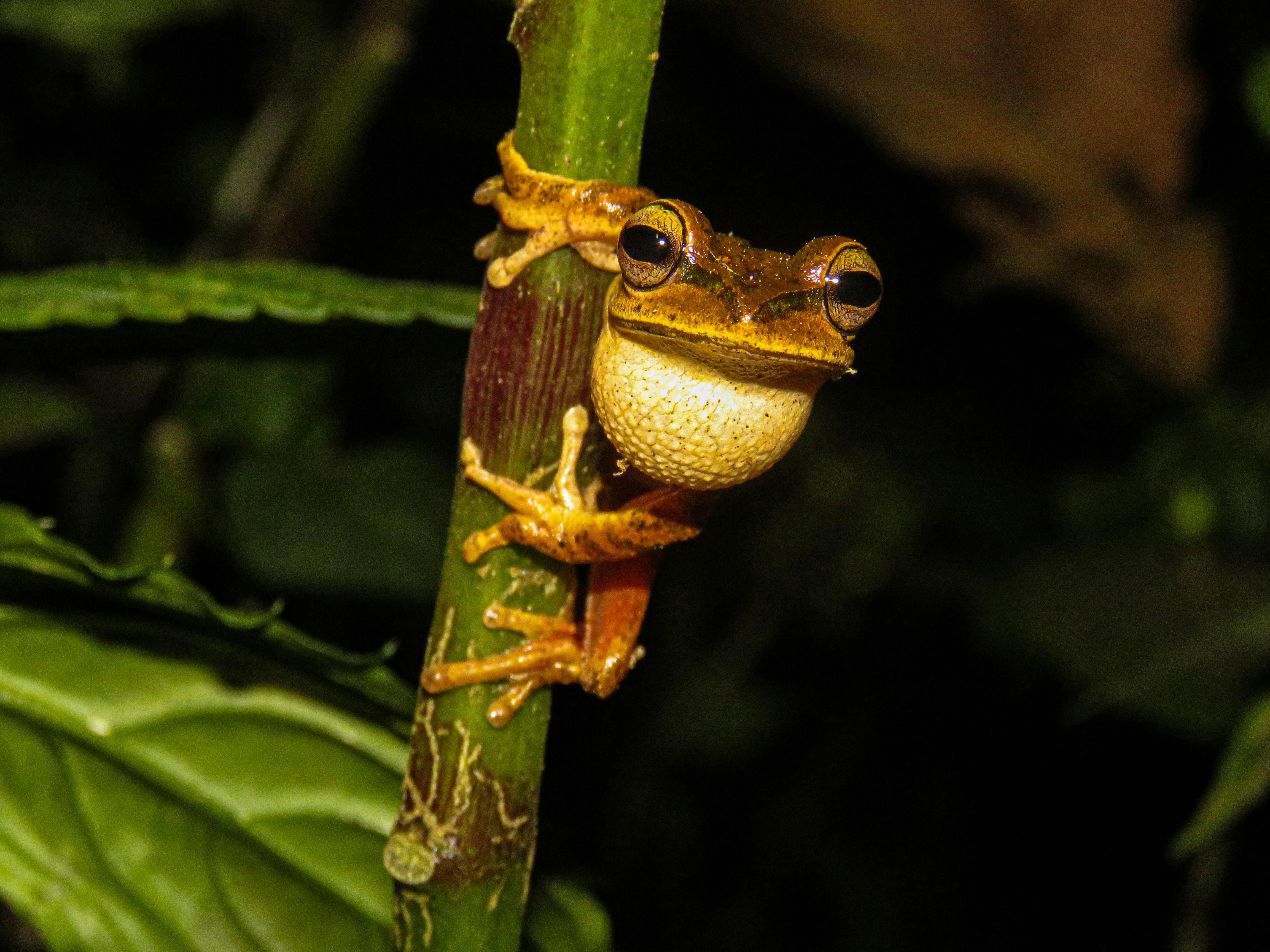 Brazilian Tree Frog in Rainforest at Night · Free Stock Photo