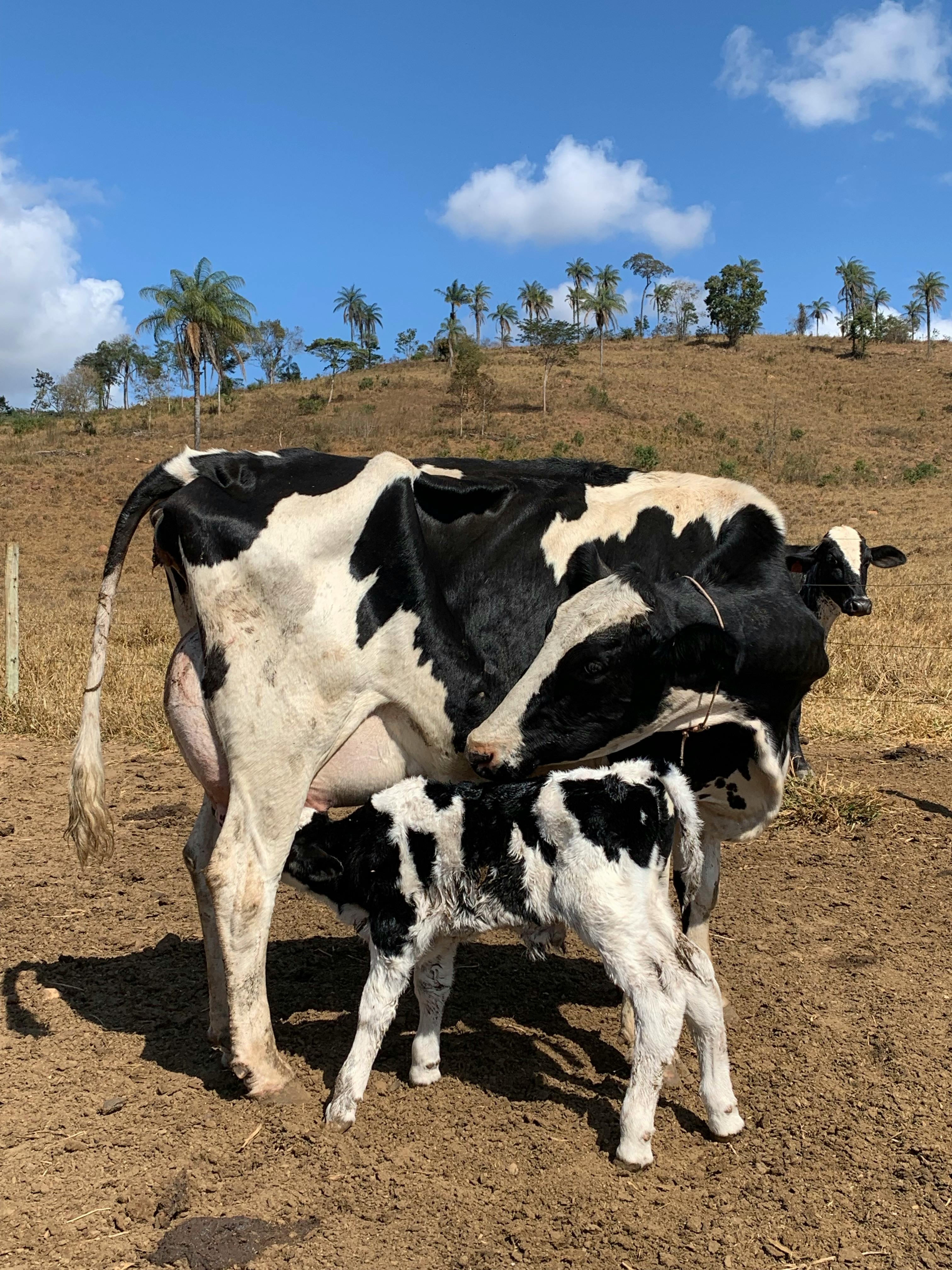 Braunes Kalb · Kostenloses Stock-Foto