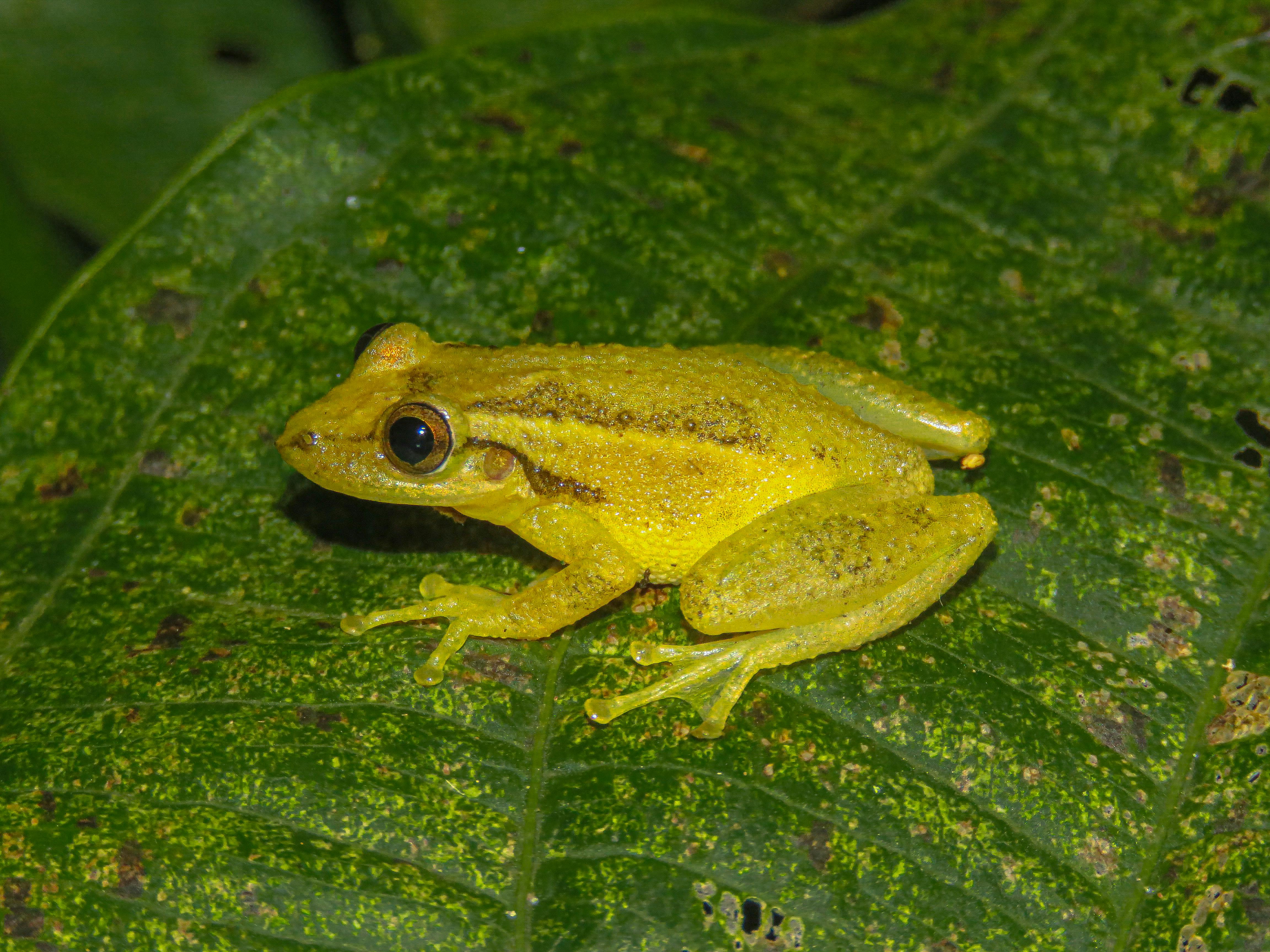 Amazon Frogs Photos, Download The BEST Free Amazon Frogs Stock Photos ...