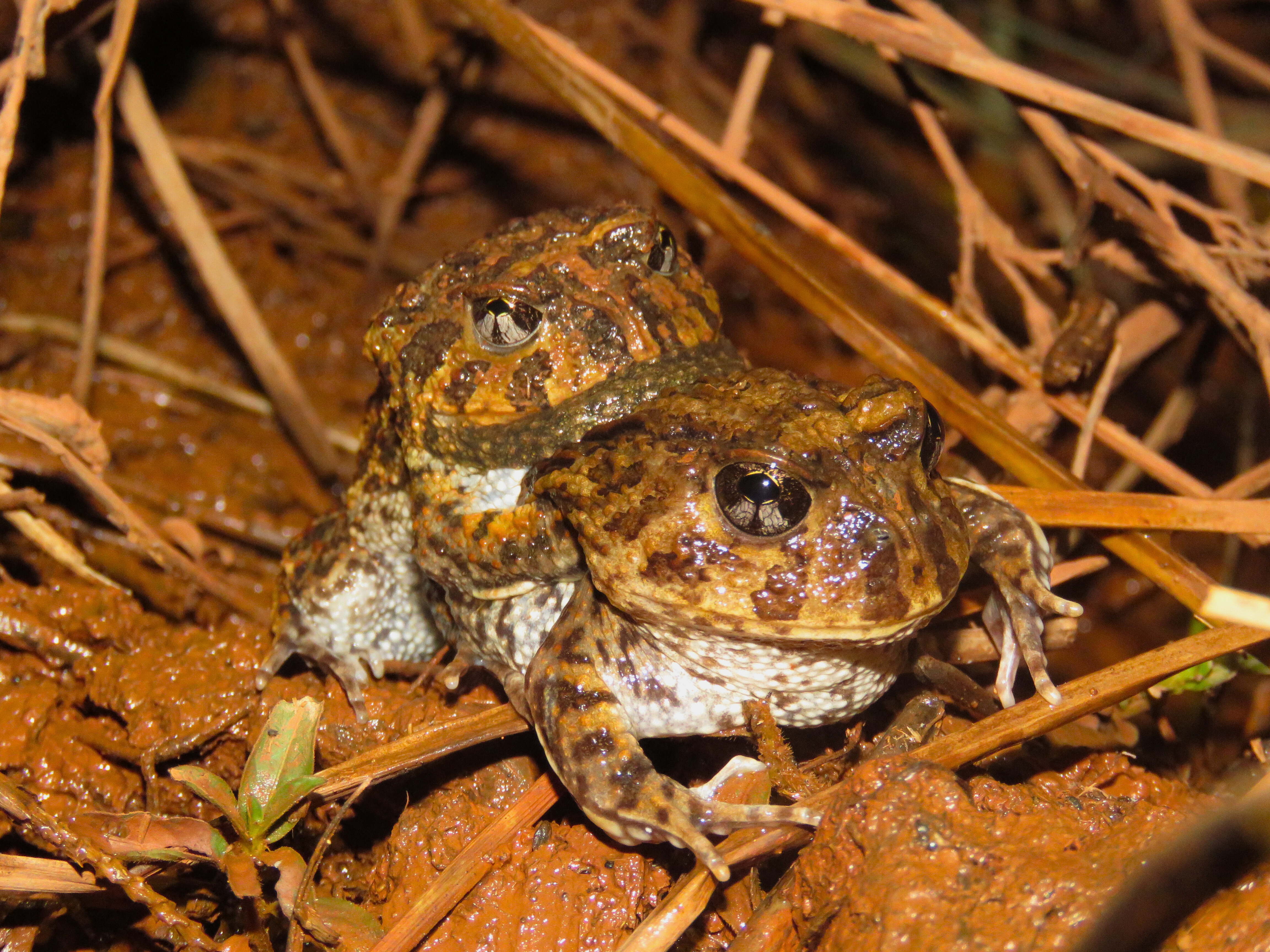 Ranas Brasileñas En Hábitat Natural · Foto de stock gratuita
