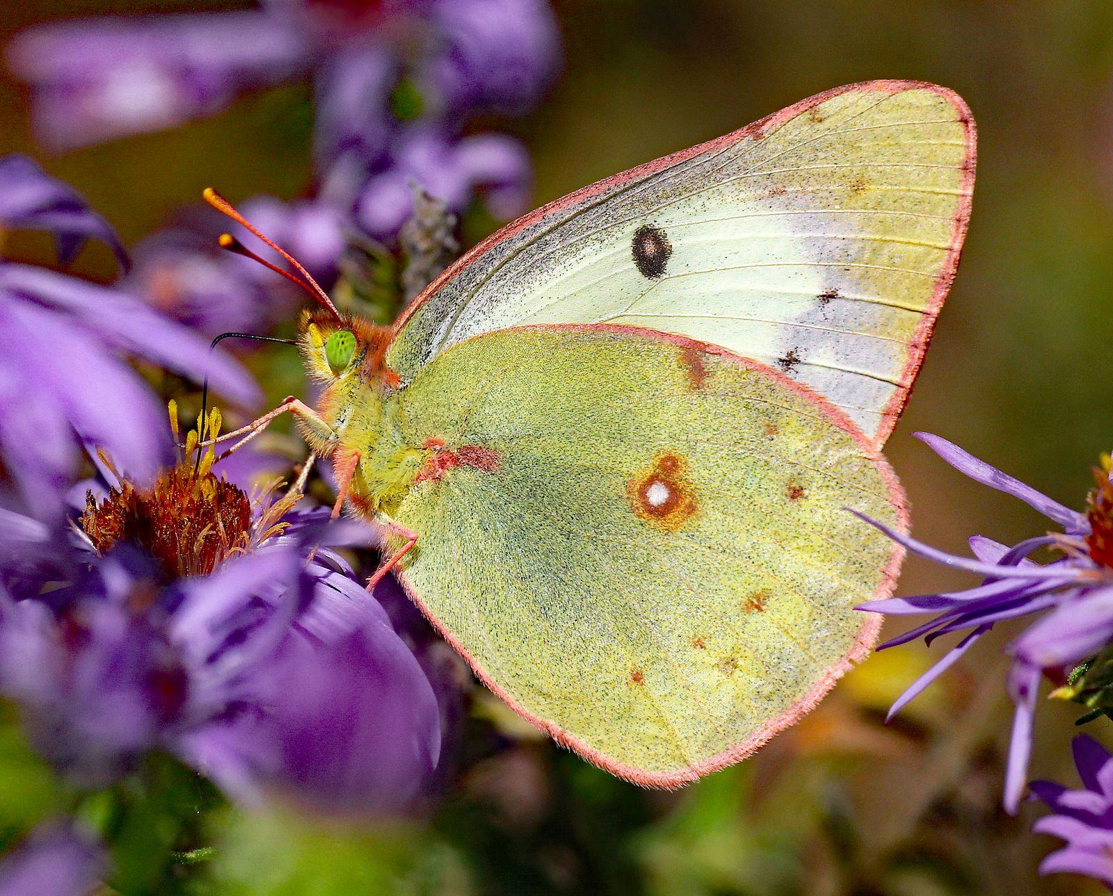 Clouded Sulphur Butterfly Photos, Download The BEST Free Clouded ...