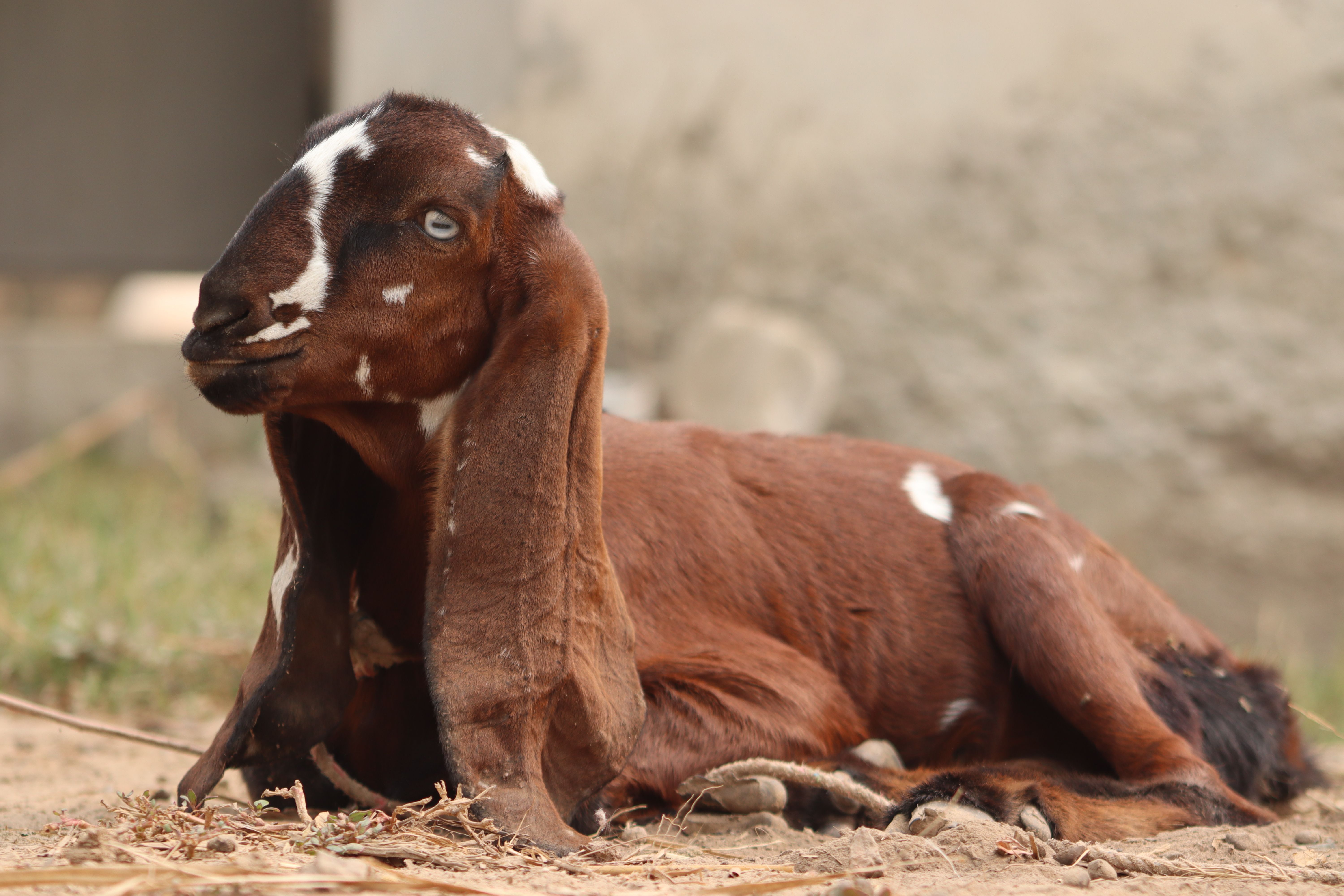 Long Eared Goat Photos, Download The BEST Free Long Eared Goat Stock ...