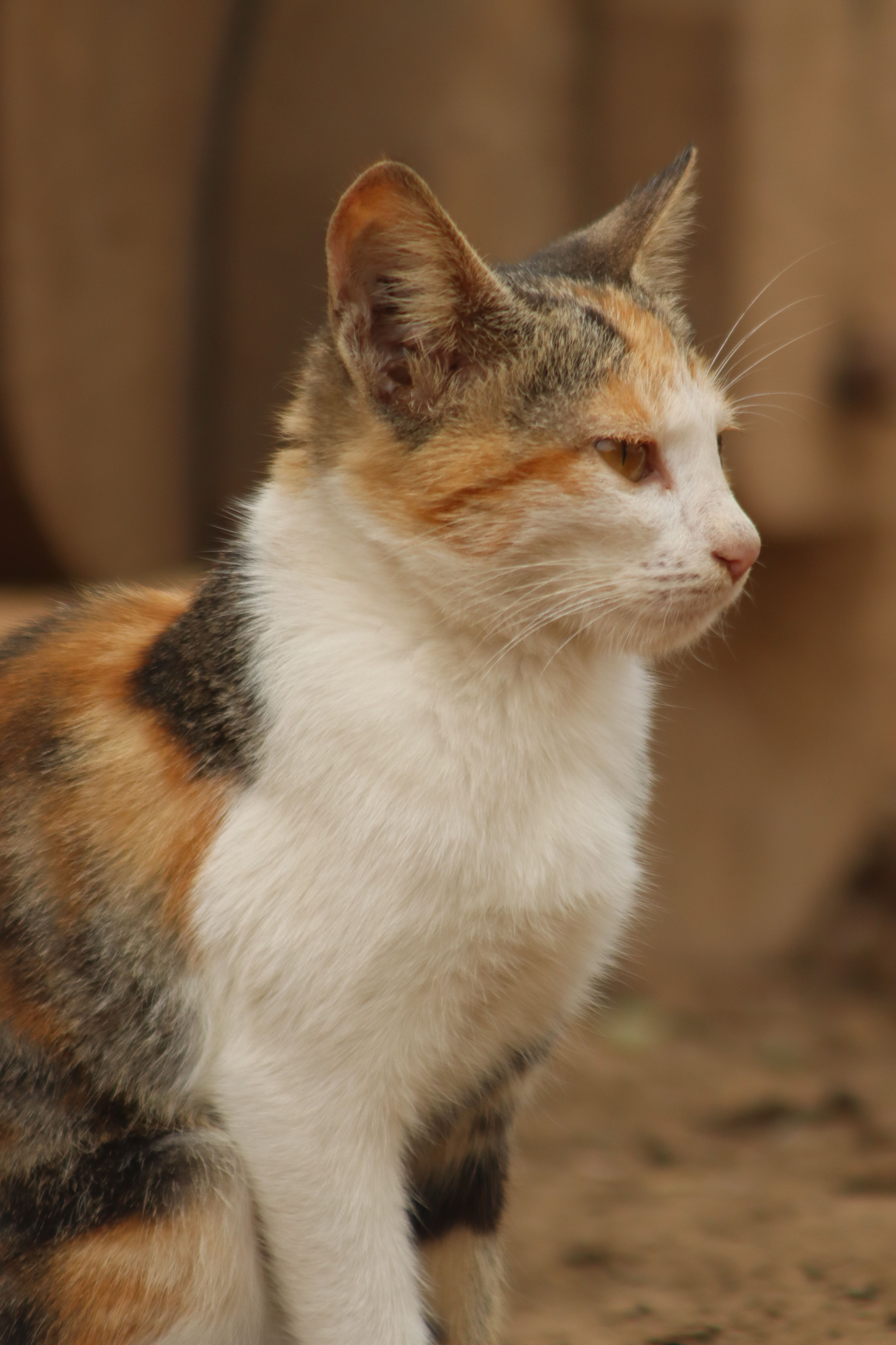 Side Profile of a Calico Cat Outdoors · Free Stock Photo