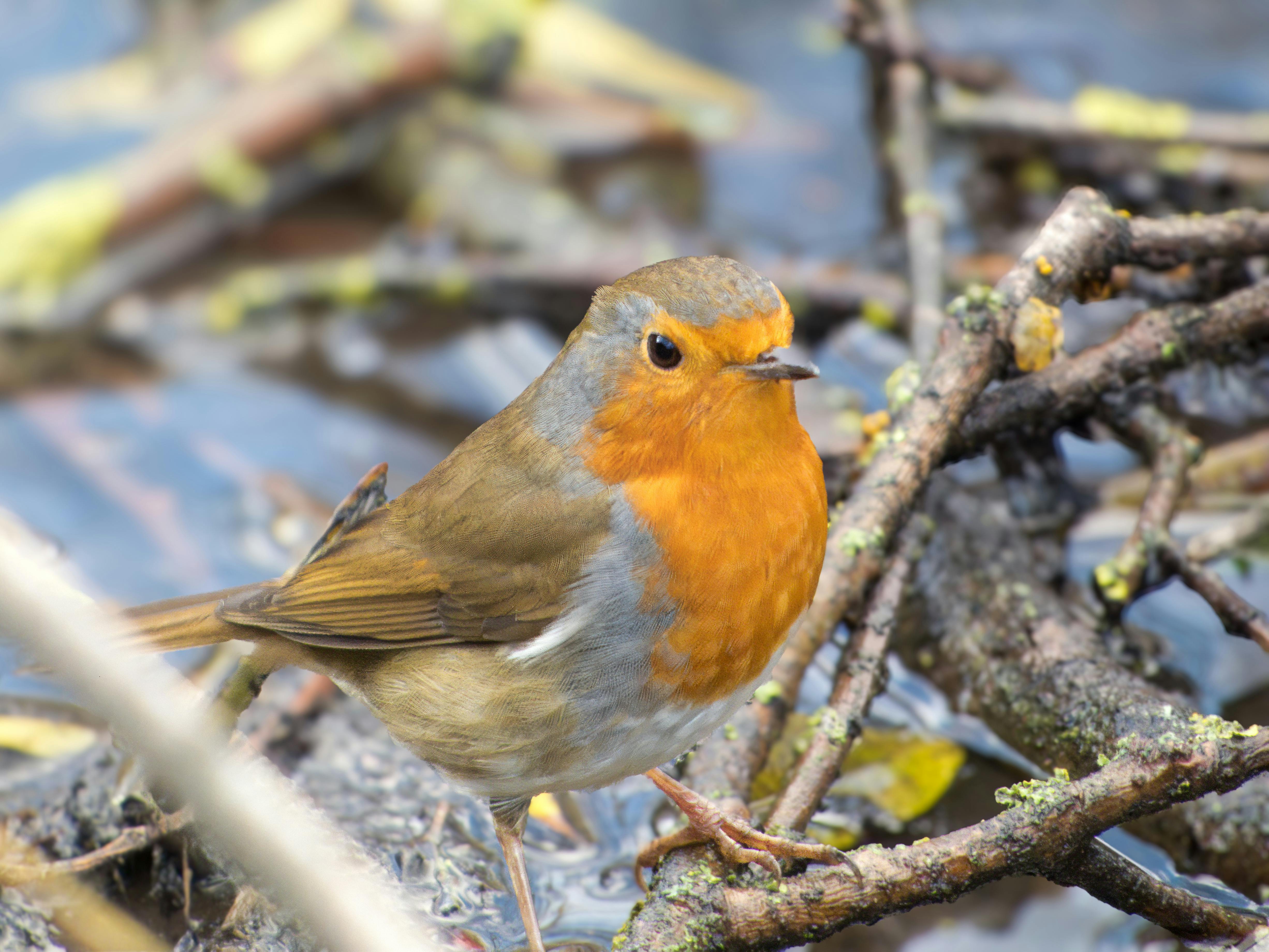 Close-up of European Robin on Tree Branches · Free Stock Photo
