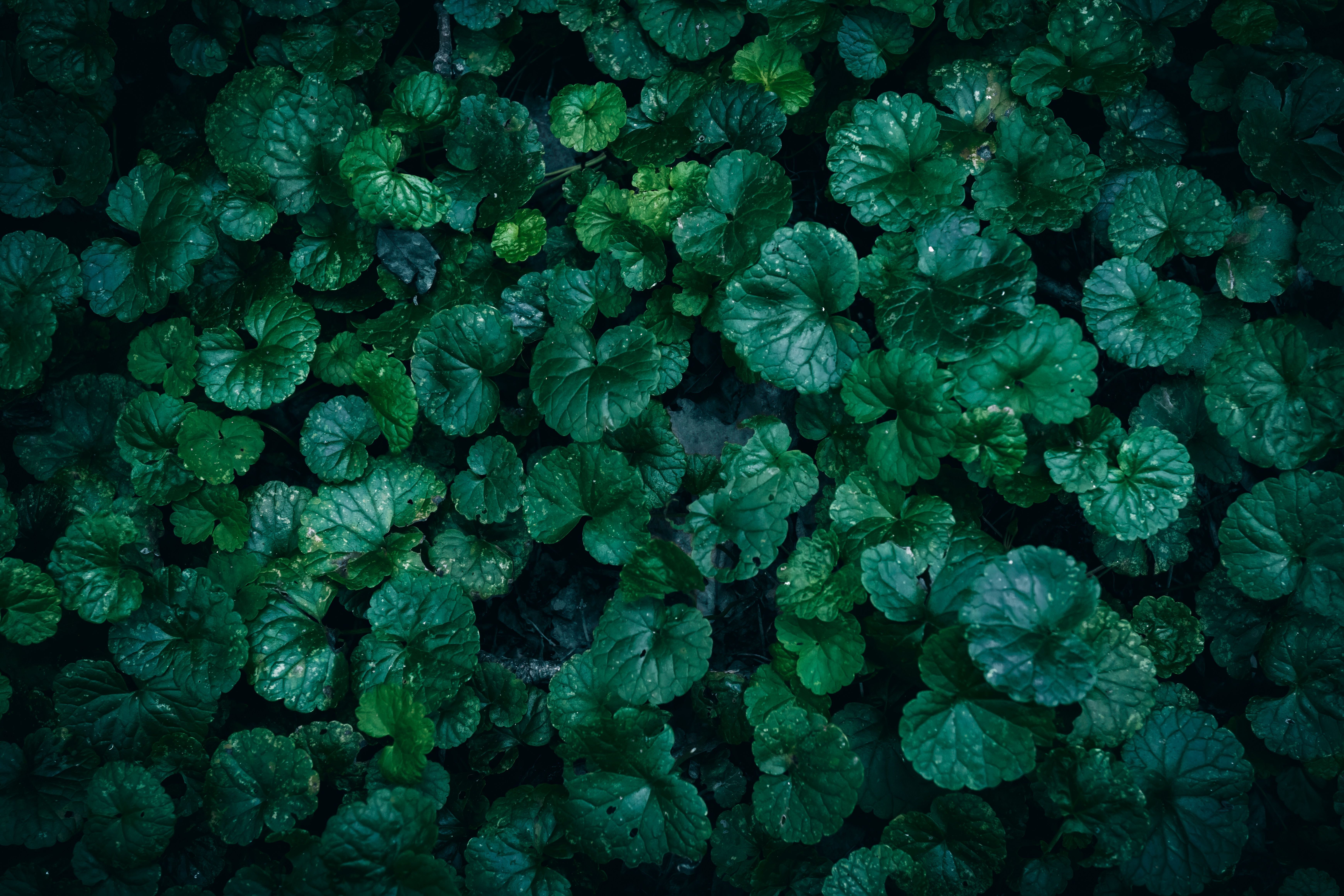 Photography of Leaves · Free Stock Photo