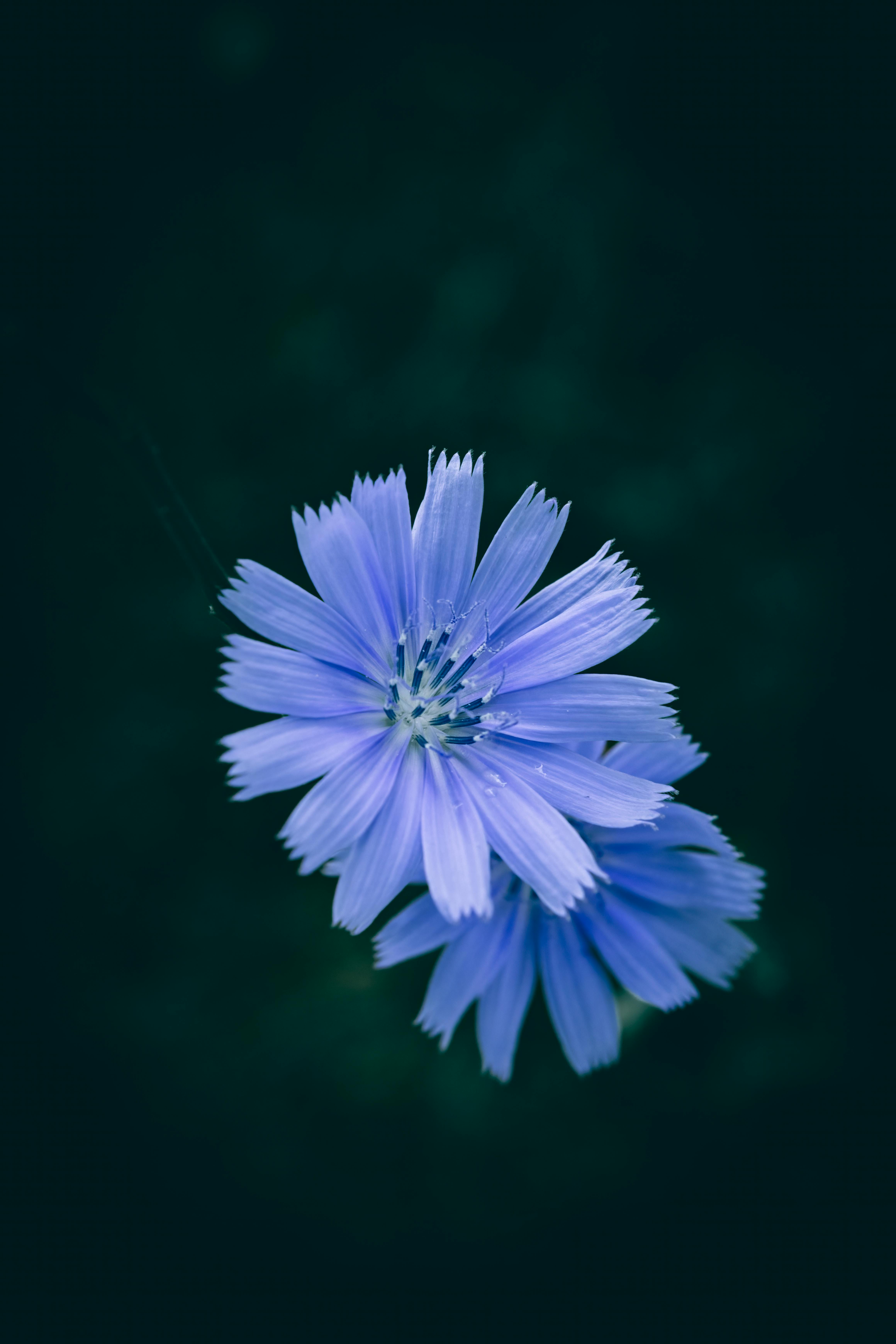 Vivid Chicory Flowers in Bloom on Dark Background · Free Stock Photo