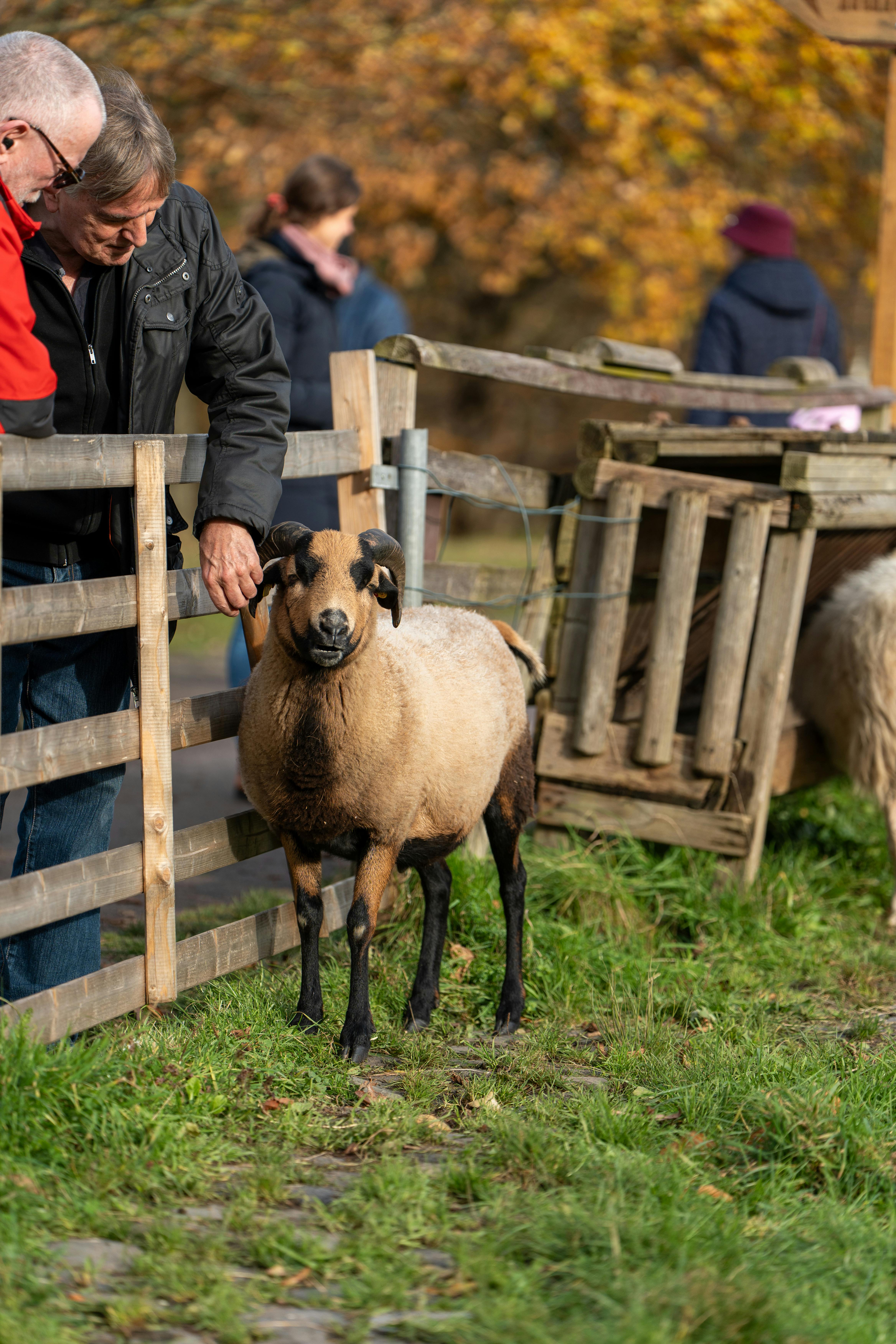 Farm Life Photos, Download The BEST Free Farm Life Stock Photos & HD Images