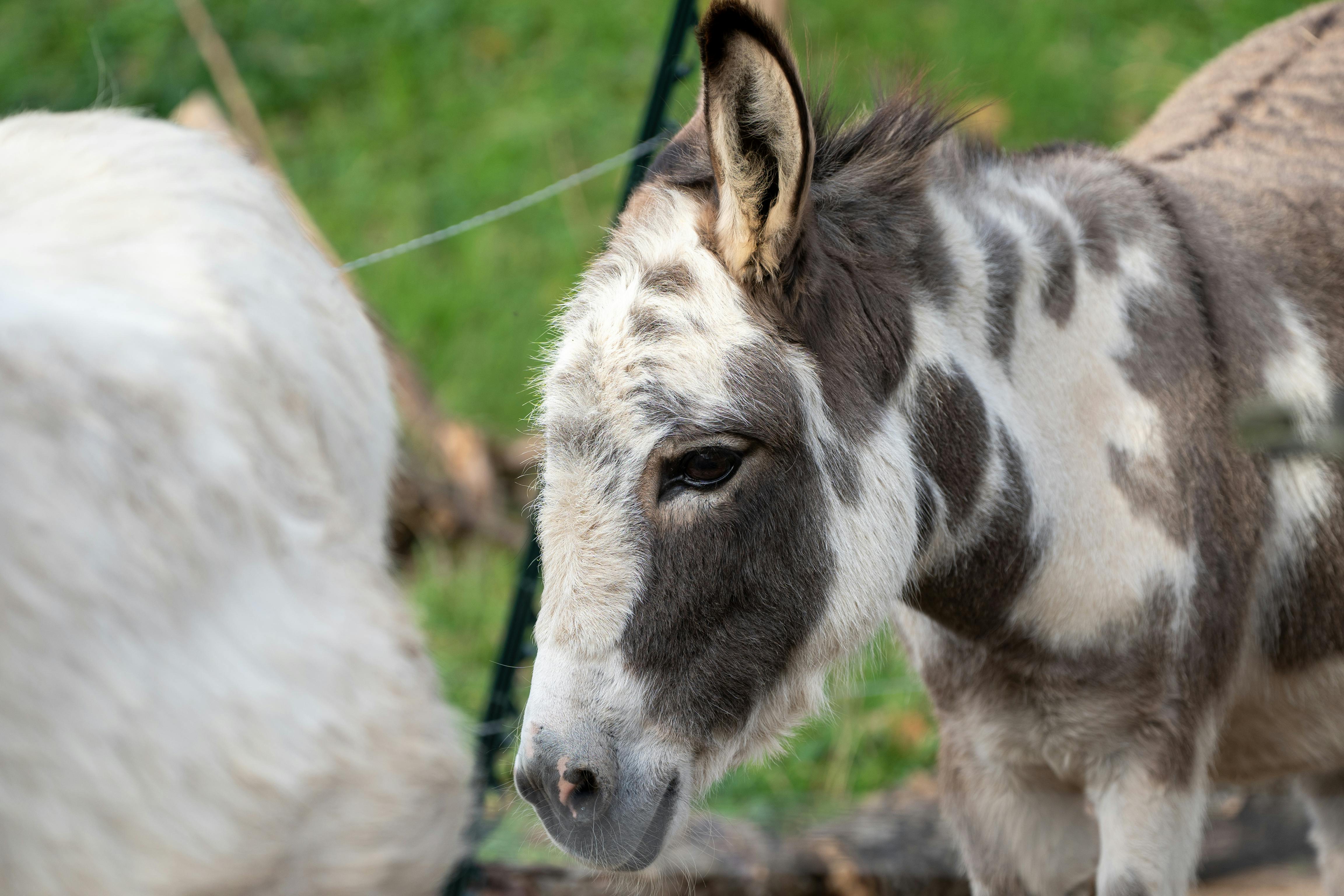 Donkey Crying Photos, Download The BEST Free Donkey Crying Stock Photos ...