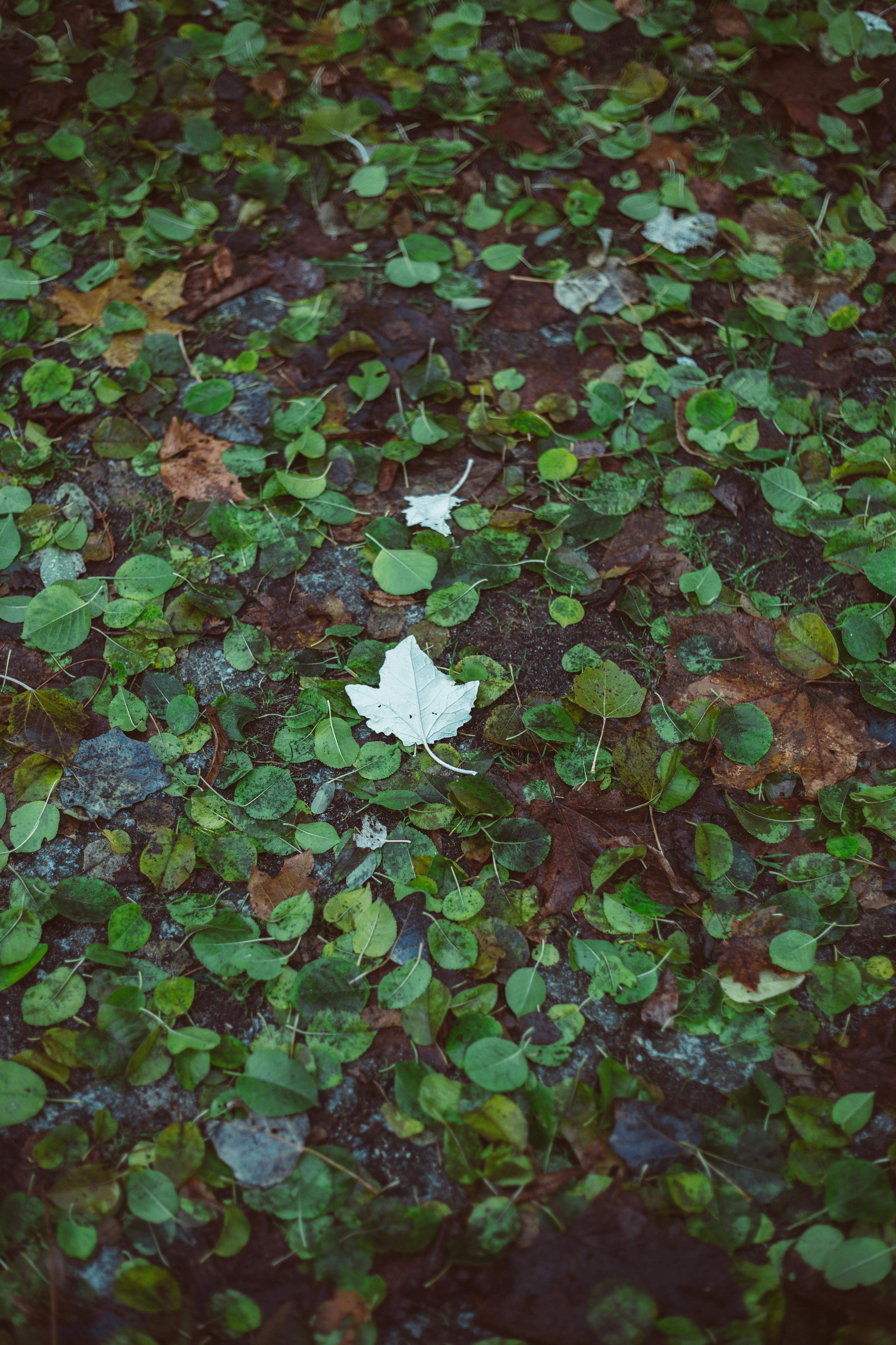 Autumn Leaves on Forest Ground · Free Stock Photo