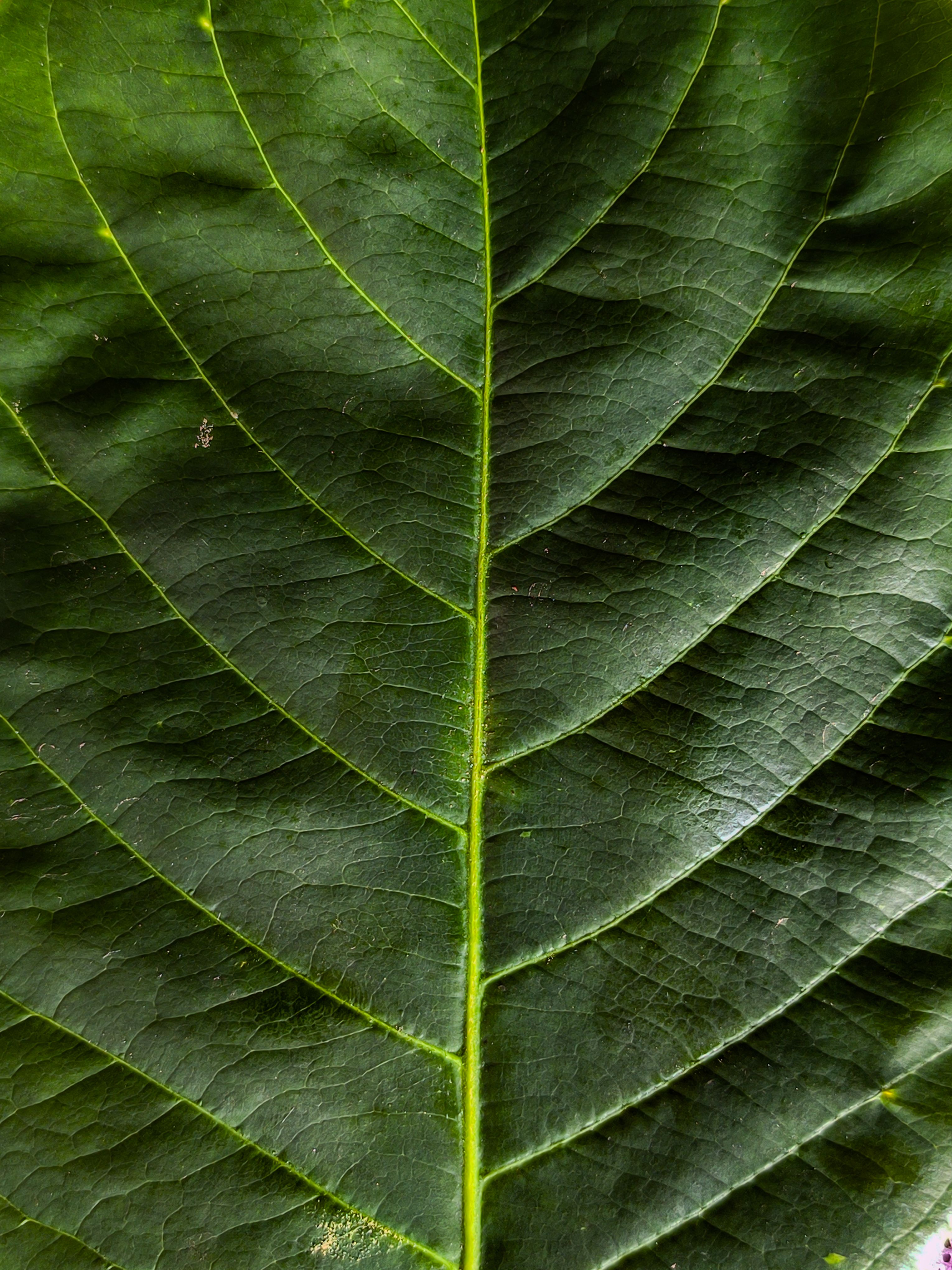 Green Leaf Photos, Download The BEST Free Green Leaf Stock Photos & HD ...