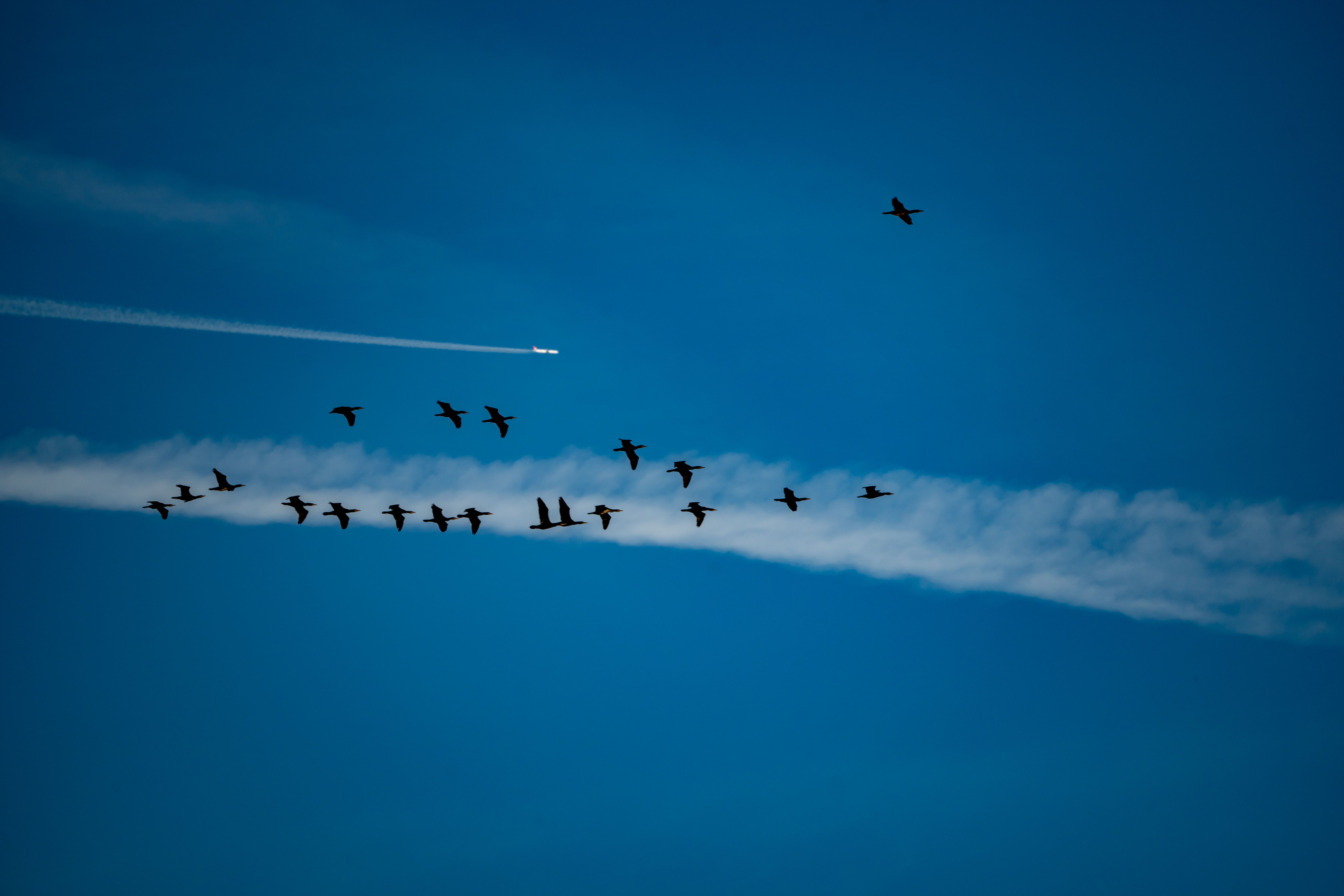 Migrating birds and plane in clear blue sky · Free Stock Photo