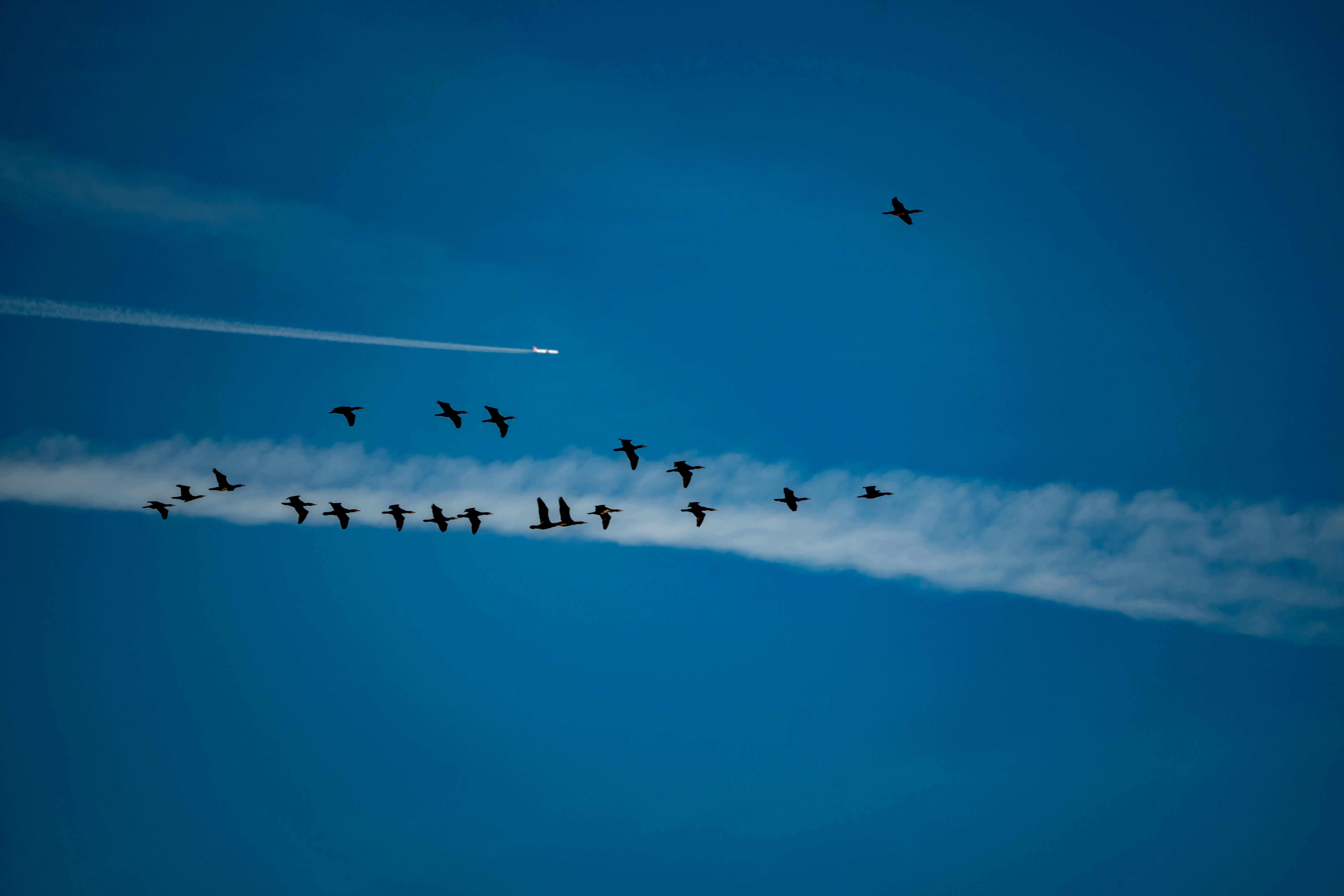 Migrating birds and plane in clear blue sky · Free Stock Photo