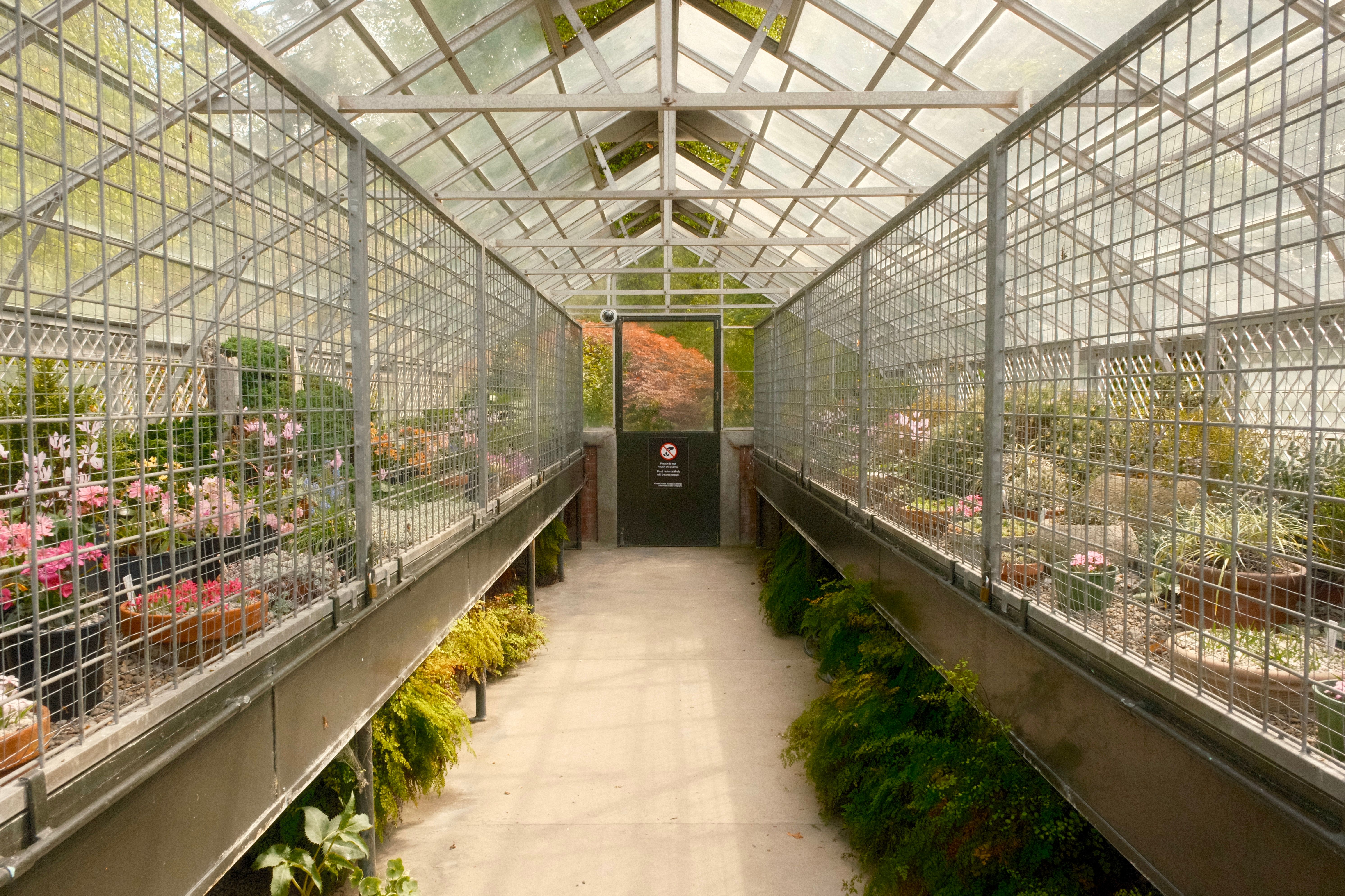 Lush Greenery Inside an Old Glass Greenhouse · Free Stock Photo