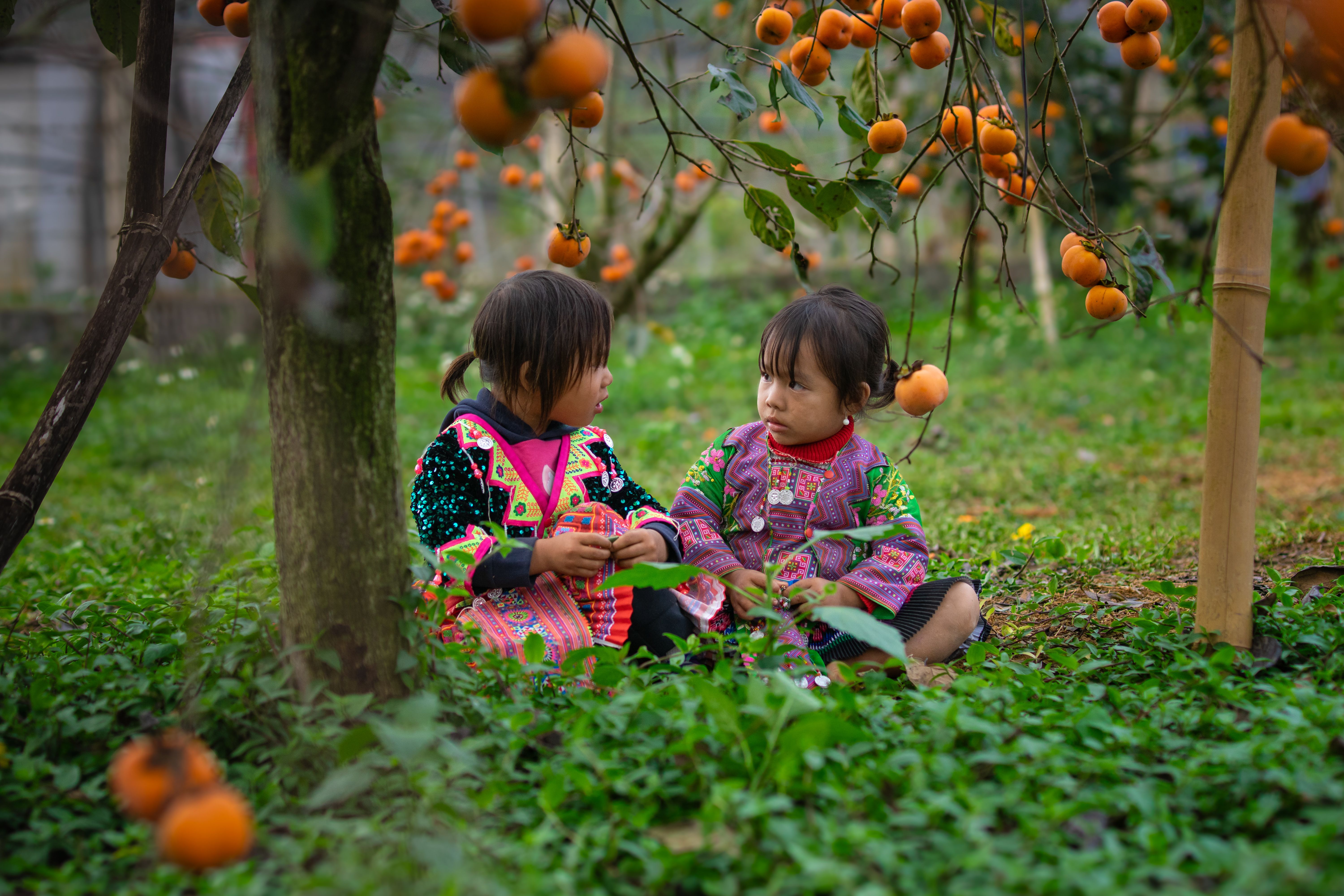 Children in Traditional Attire Among Persimmon Trees · Free Stock Photo