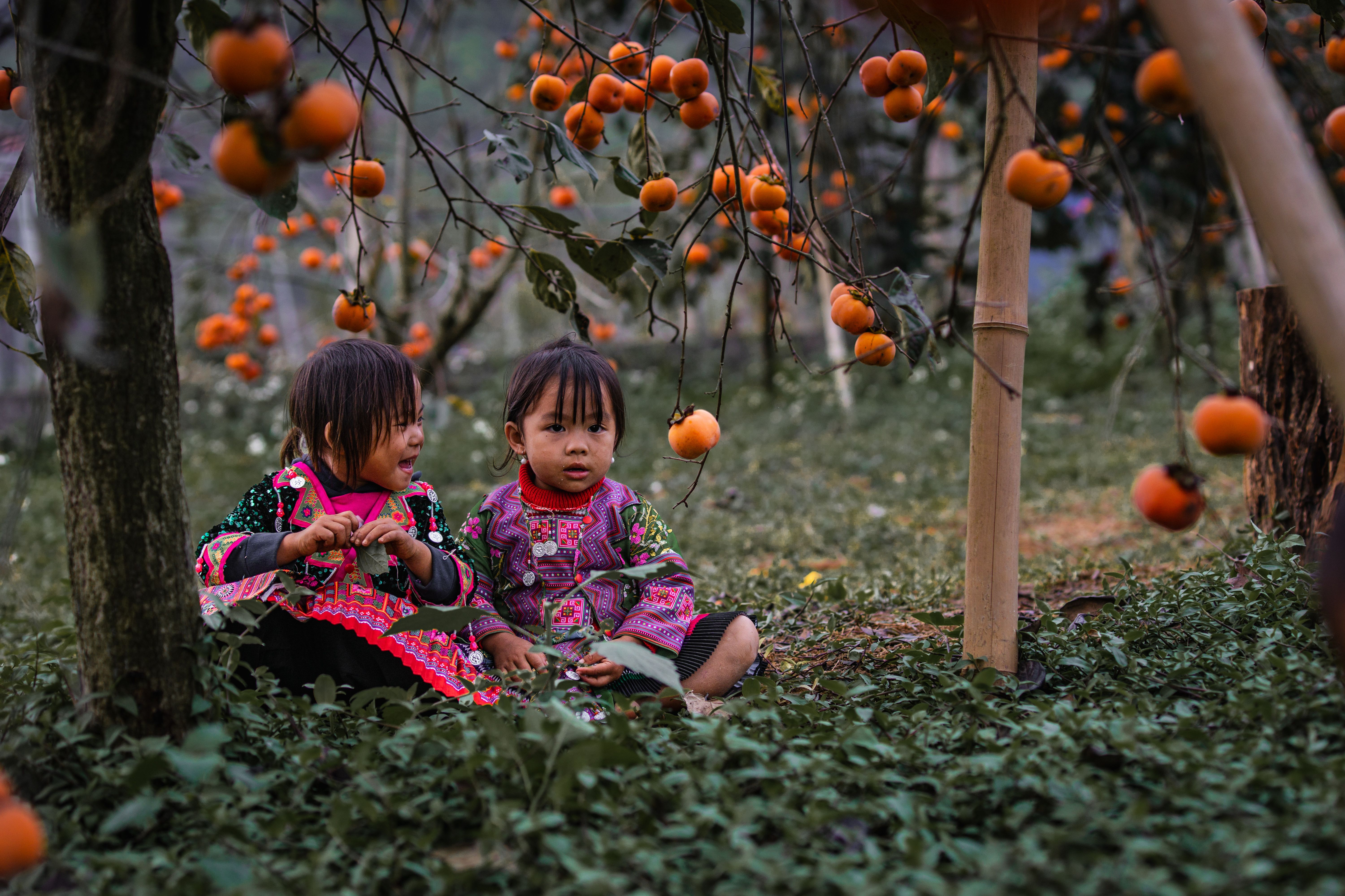 Children in Traditional Attire Among Persimmon Trees · Free Stock Photo
