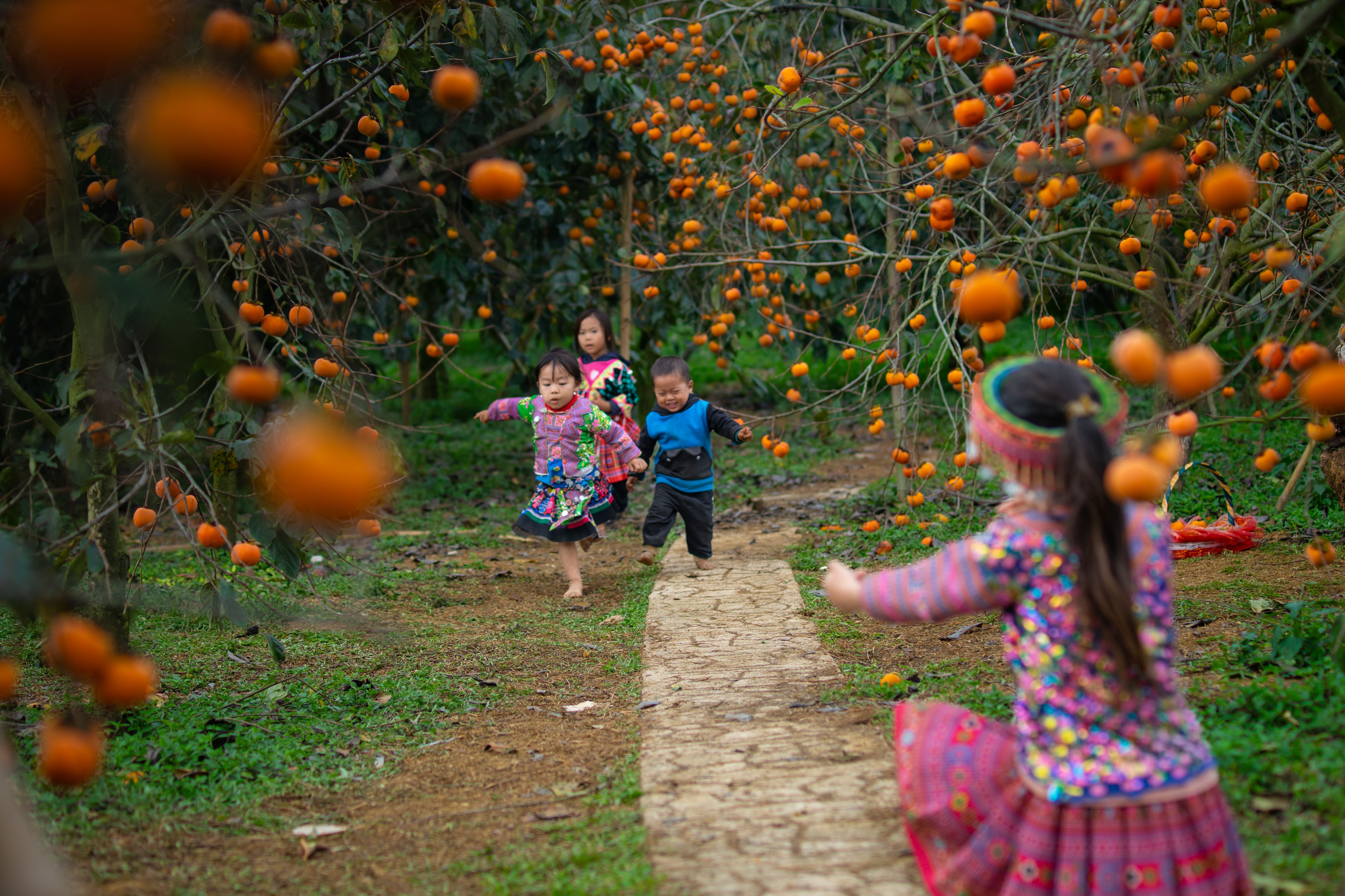 Colorful Hmong Family in a Persimmon Orchard · Free Stock Photo