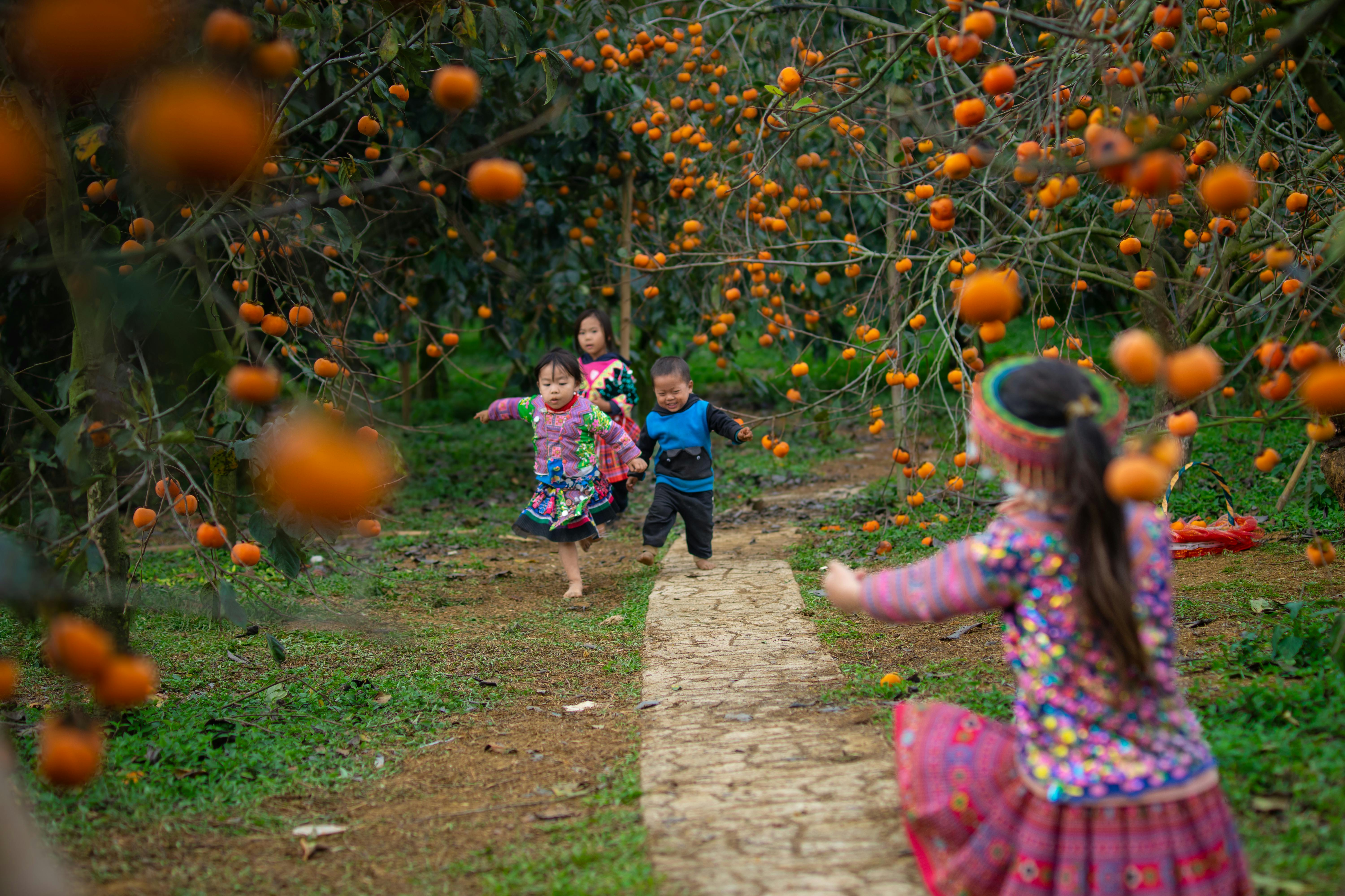 Hmong Children Playing in a Vibrant Orchard · Free Stock Photo