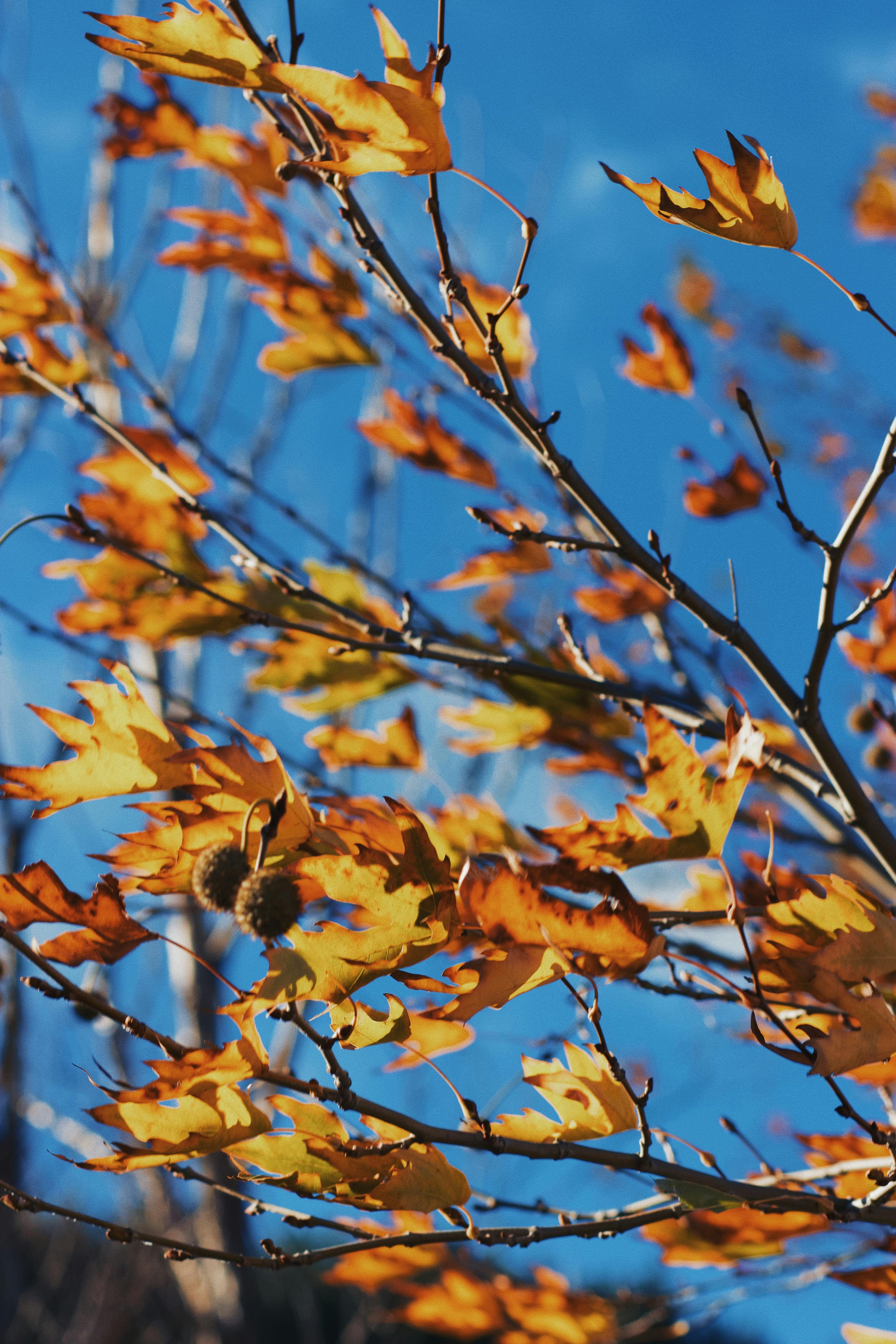 Vibrant Autumn Leaves Against Blue Sky · Free Stock Photo