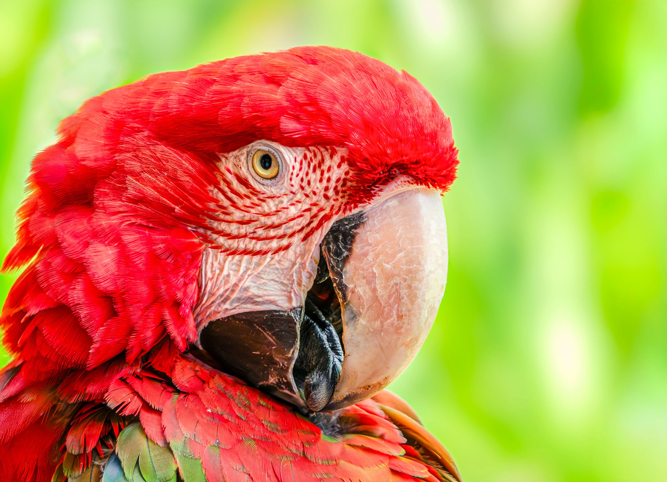 Vibrant Red Parrot in Lush Green Background · Free Stock Photo