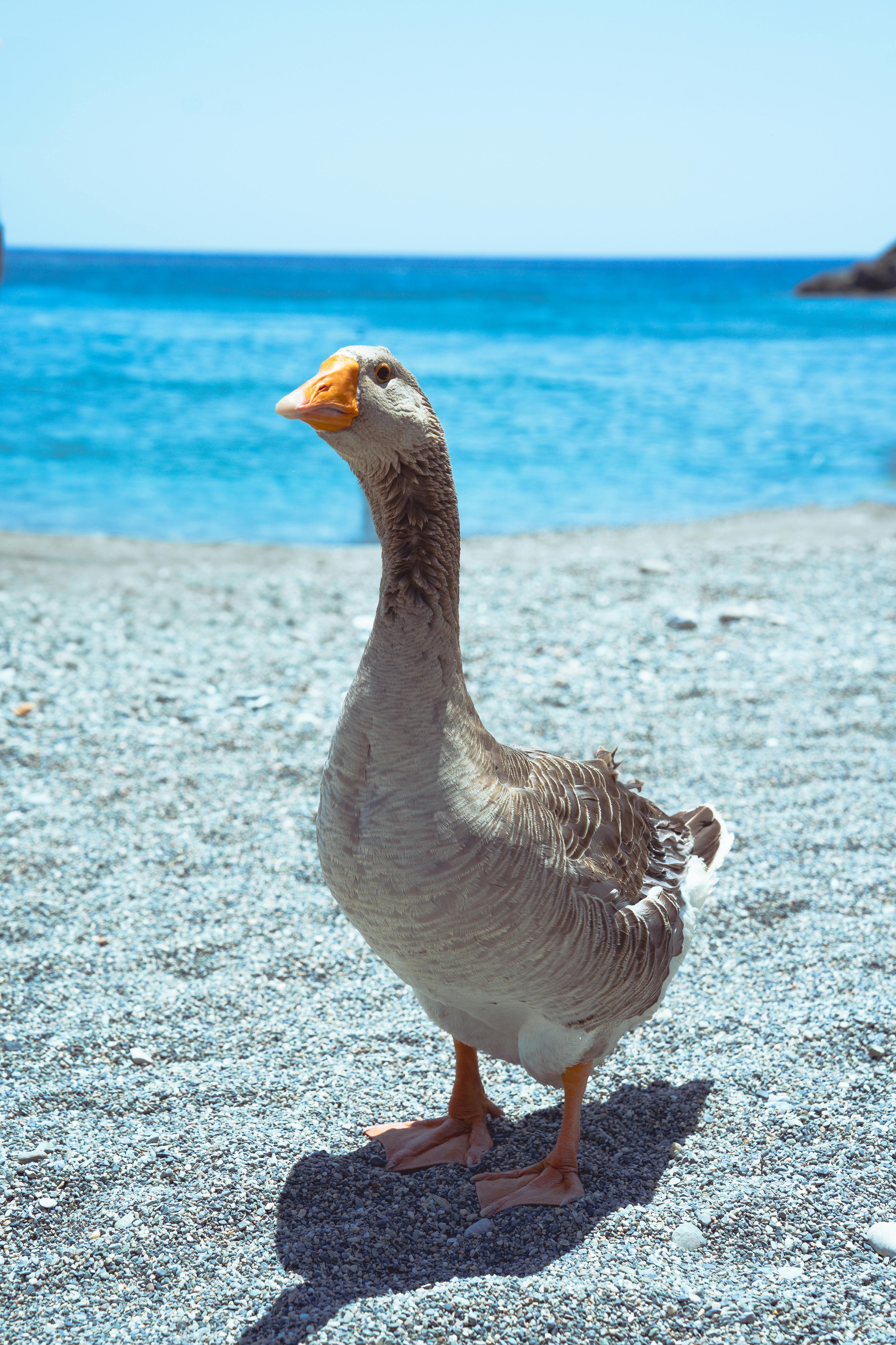 Goose on a Beach in Greece Seaside View · Free Stock Photo