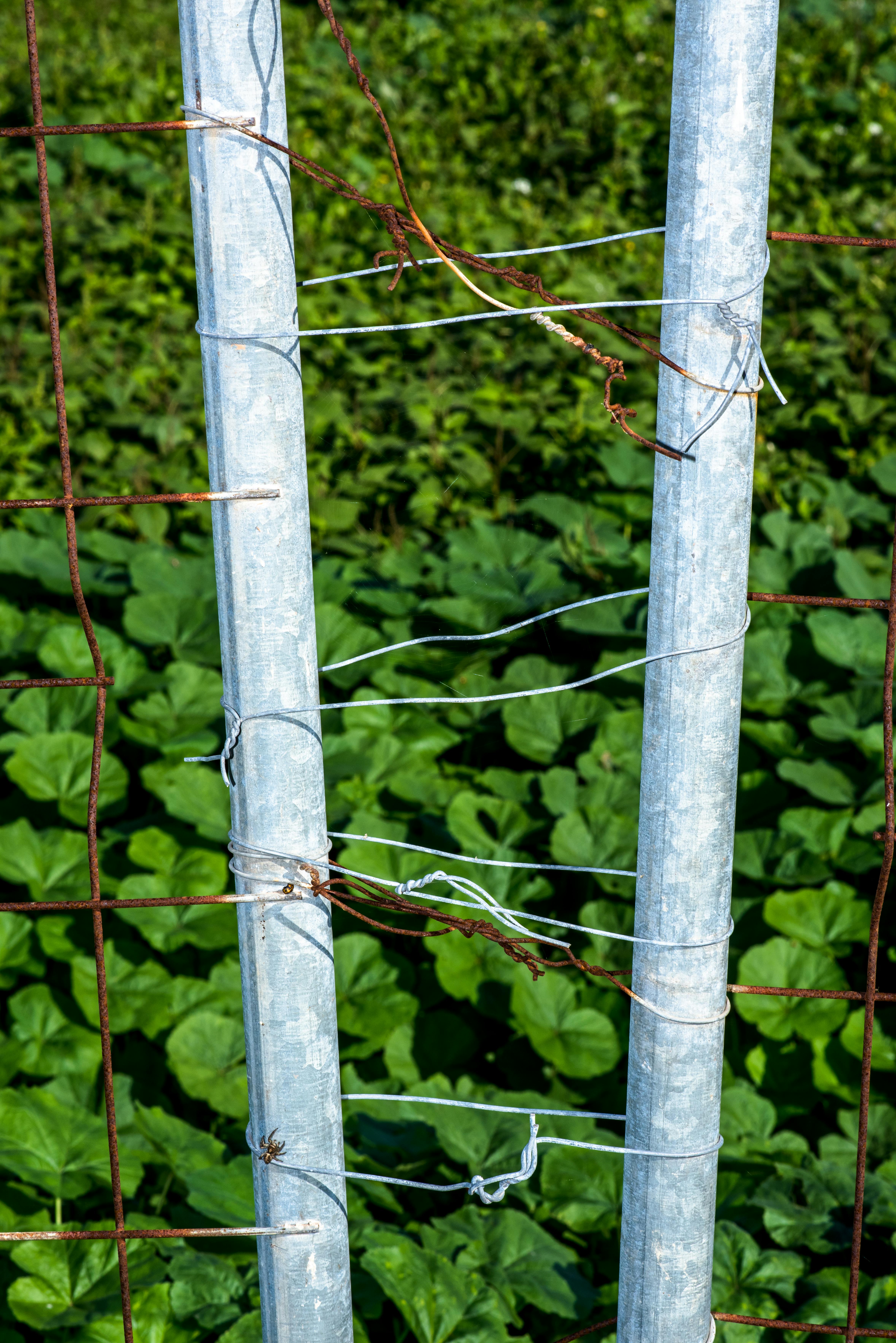 Close-up of a Rustic Wire Fence in Greenery · Free Stock Photo