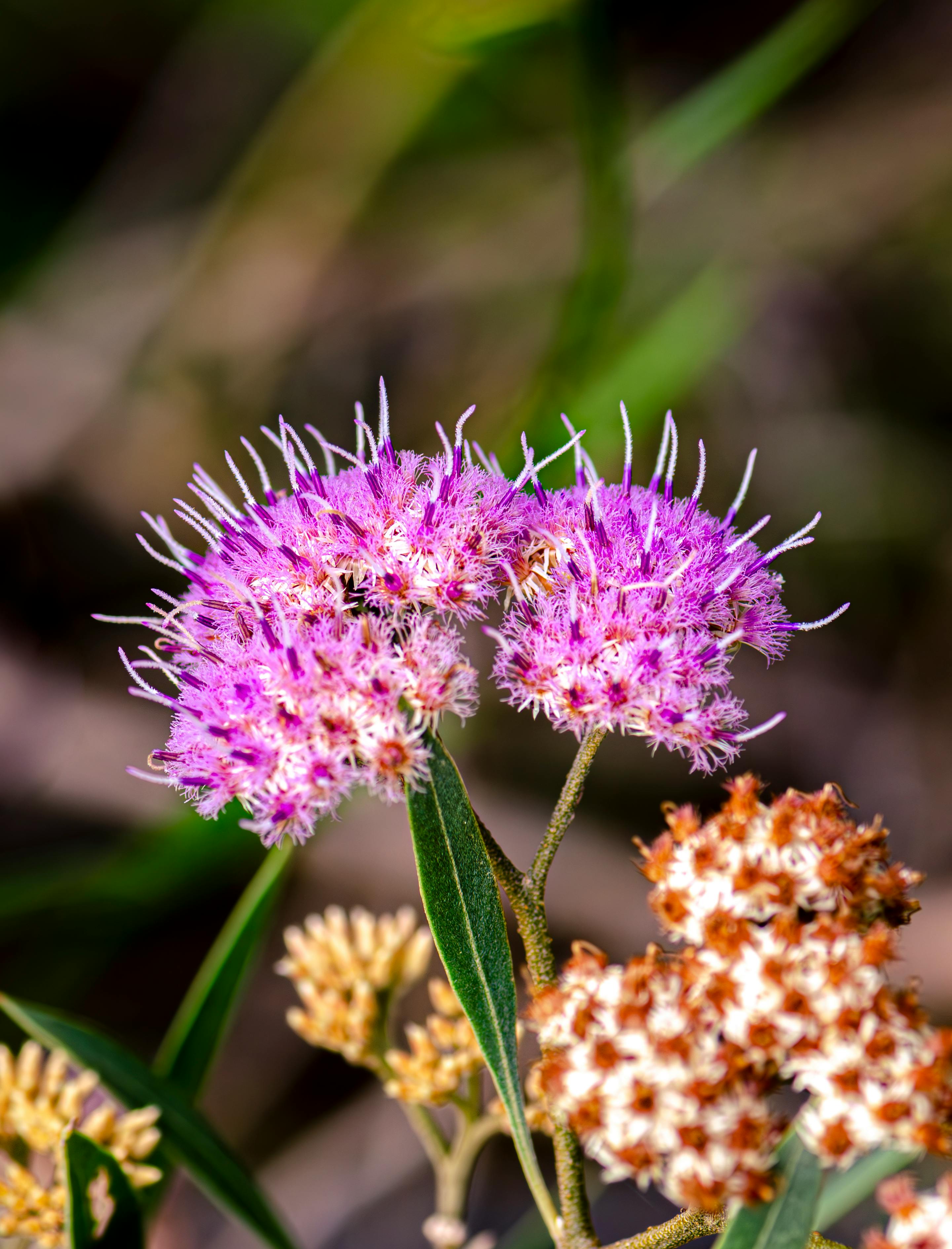 Close-up Photo of Purple and Brown Flowers in Bloom · Free Stock Photo