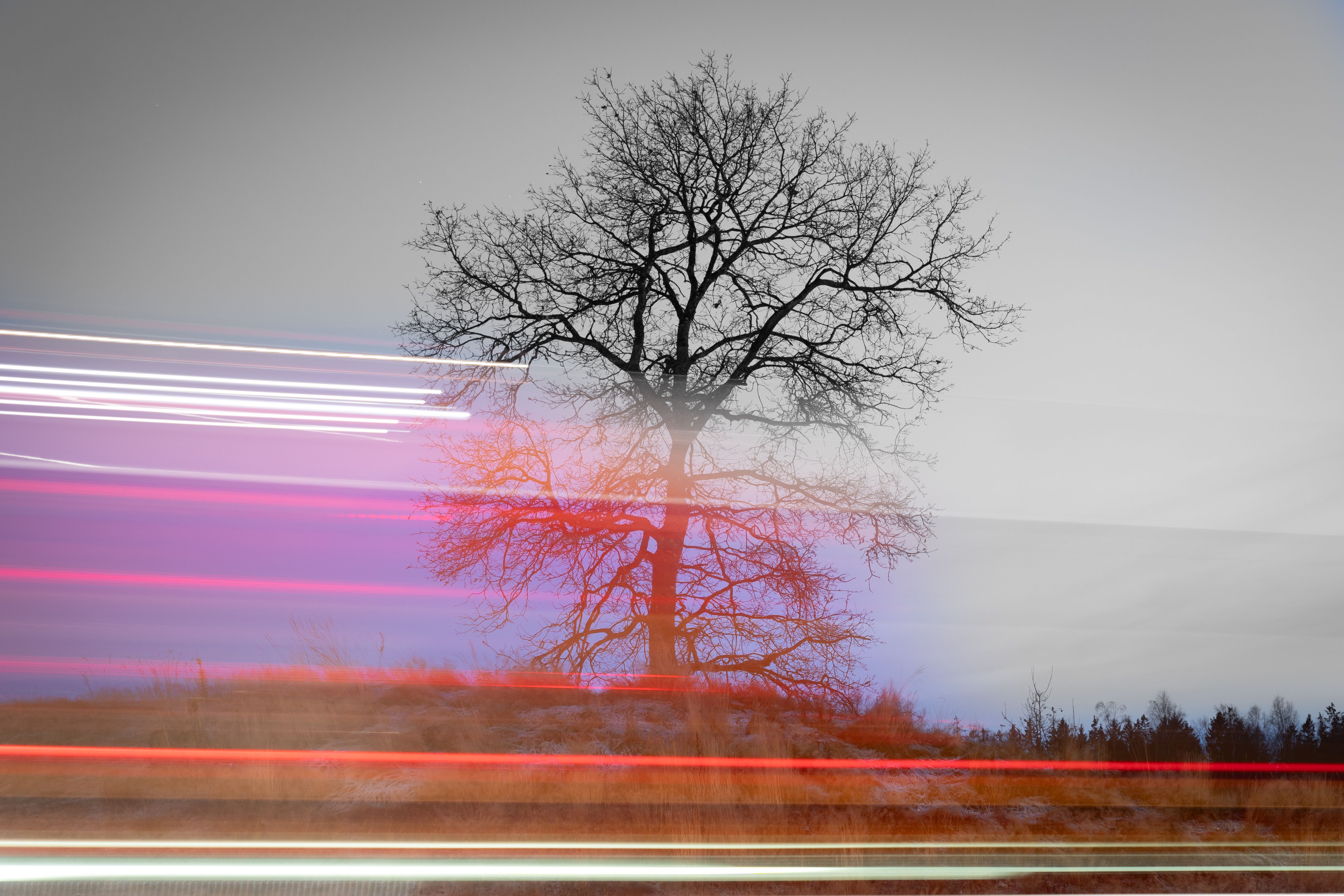 Captivating Long Exposure of Tree and Light Trails · Free Stock Photo