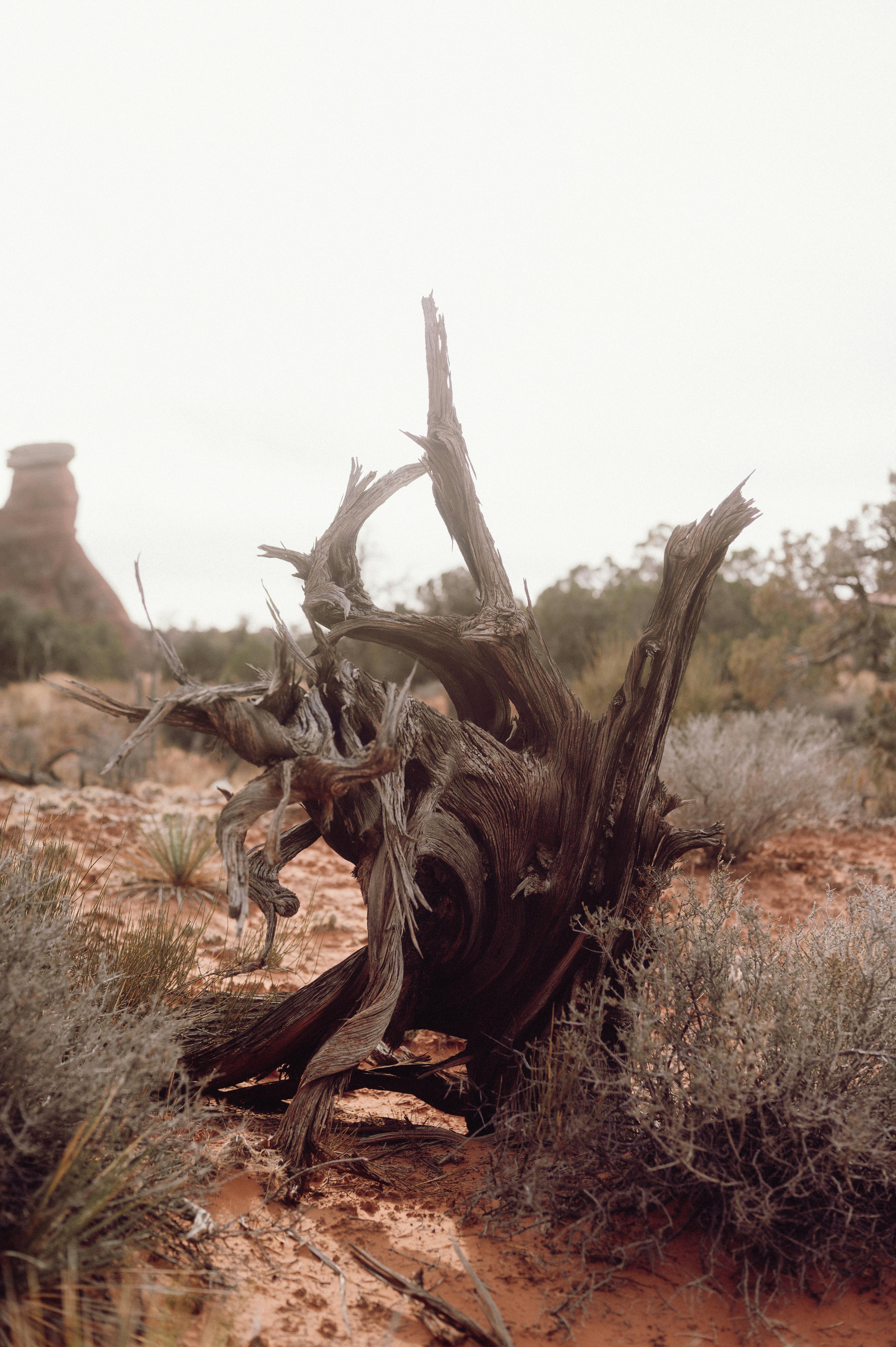 Desert Landscape with Weathered Tree Stump · Free Stock Photo